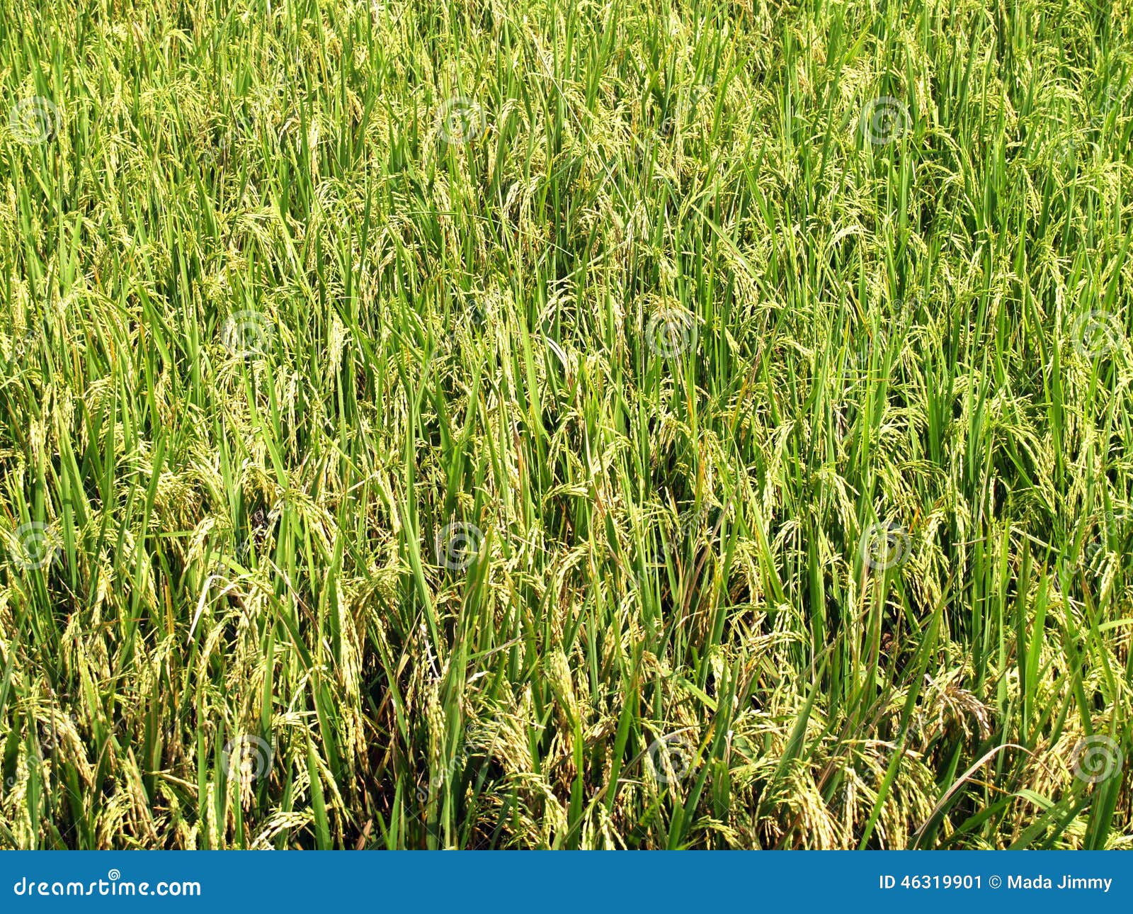 Paddy Field stock image. Image of feeding, rice, crop - 46319901