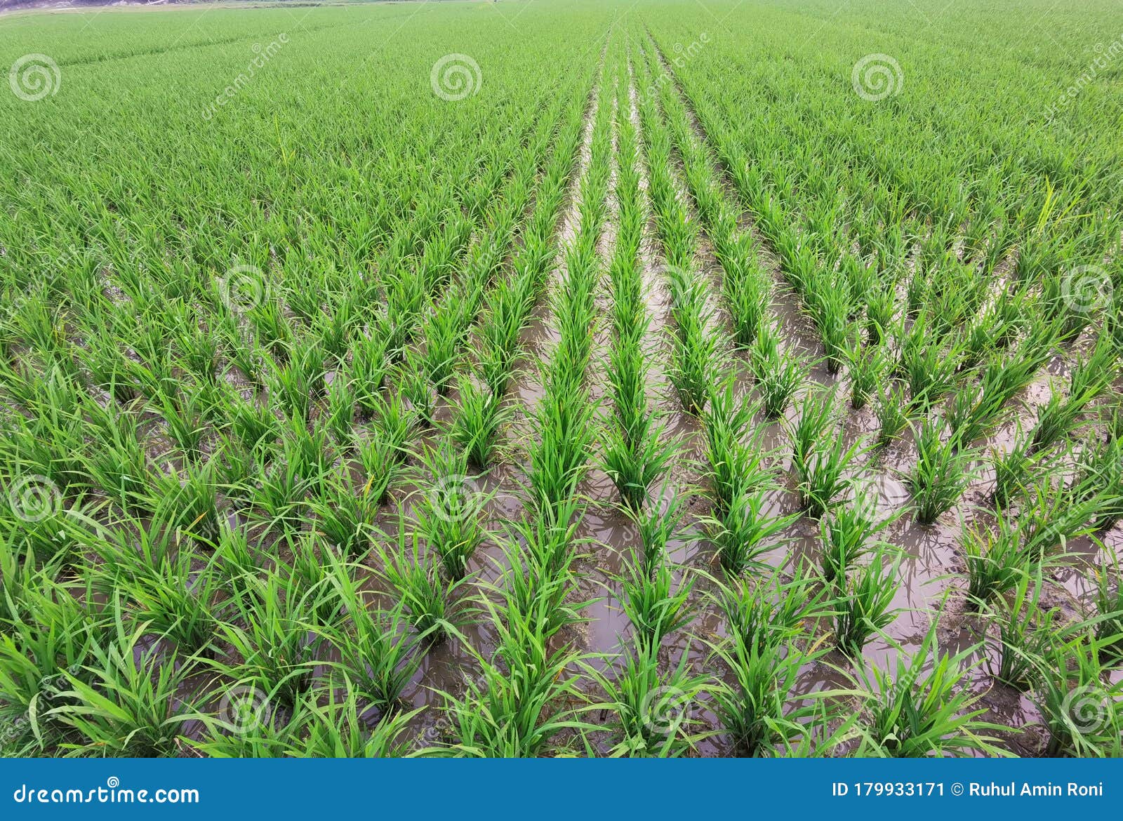 Paddy Field, Paddy Plants Growth in the Field Stock Image - Image of ...