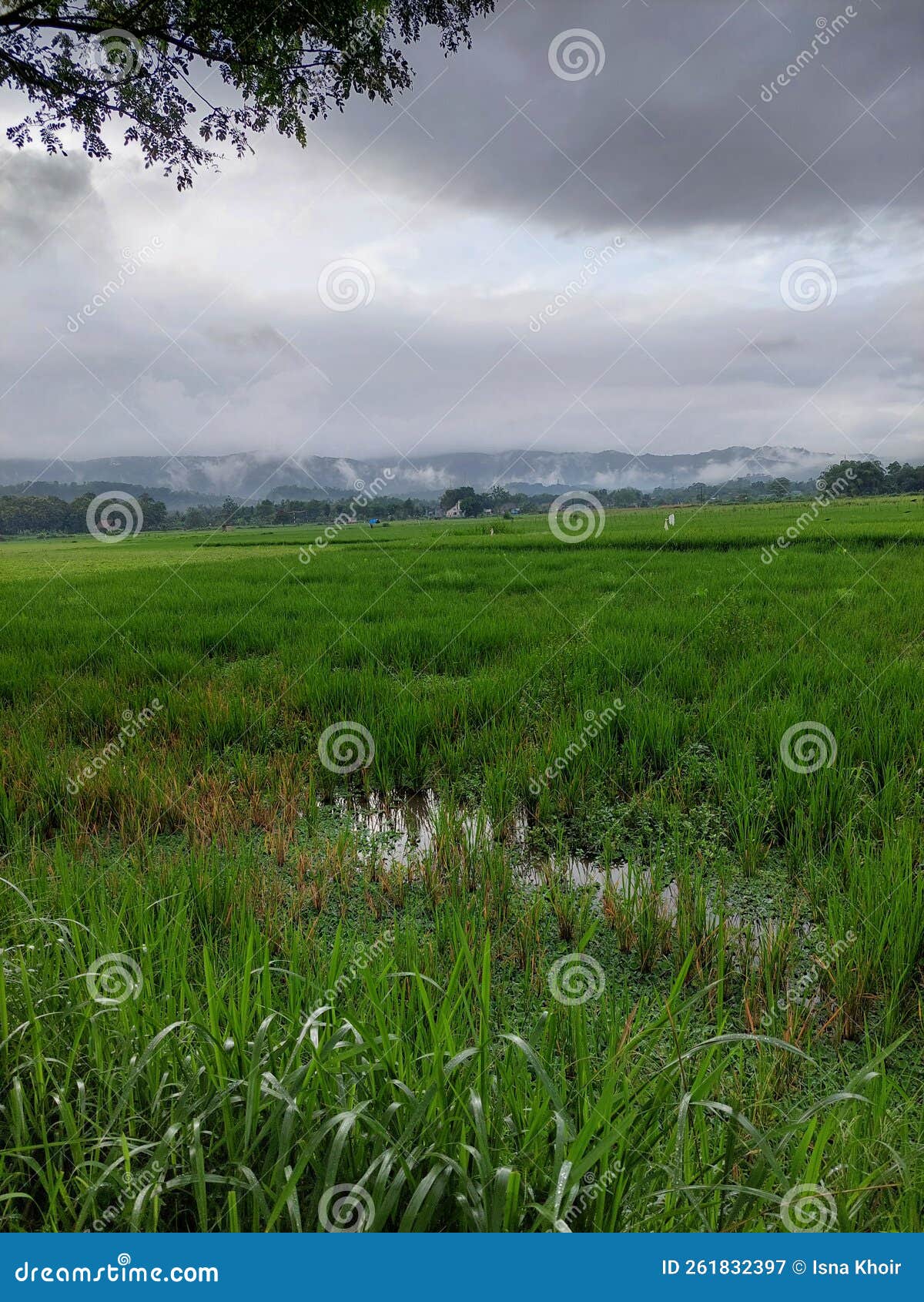 Paddy field after the rain stock image. Image of rain - 261832397