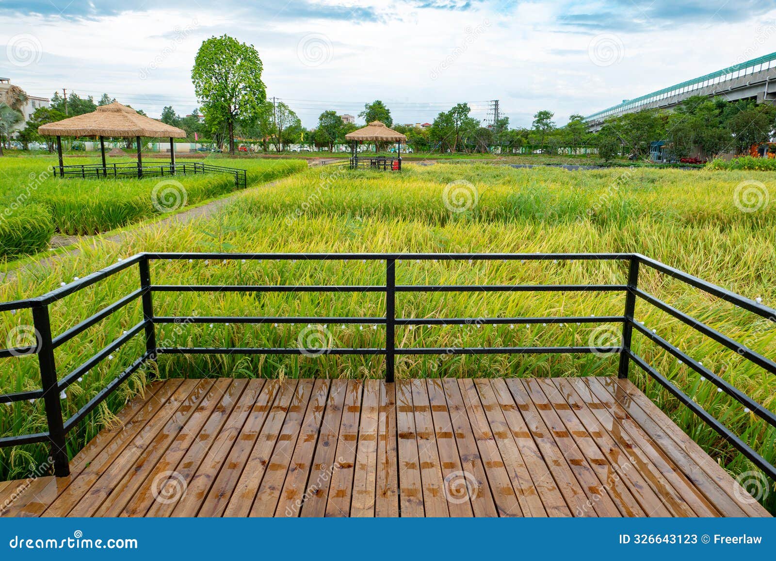 Paddy Field after the Rains Horizontal Composition Stock Image - Image ...