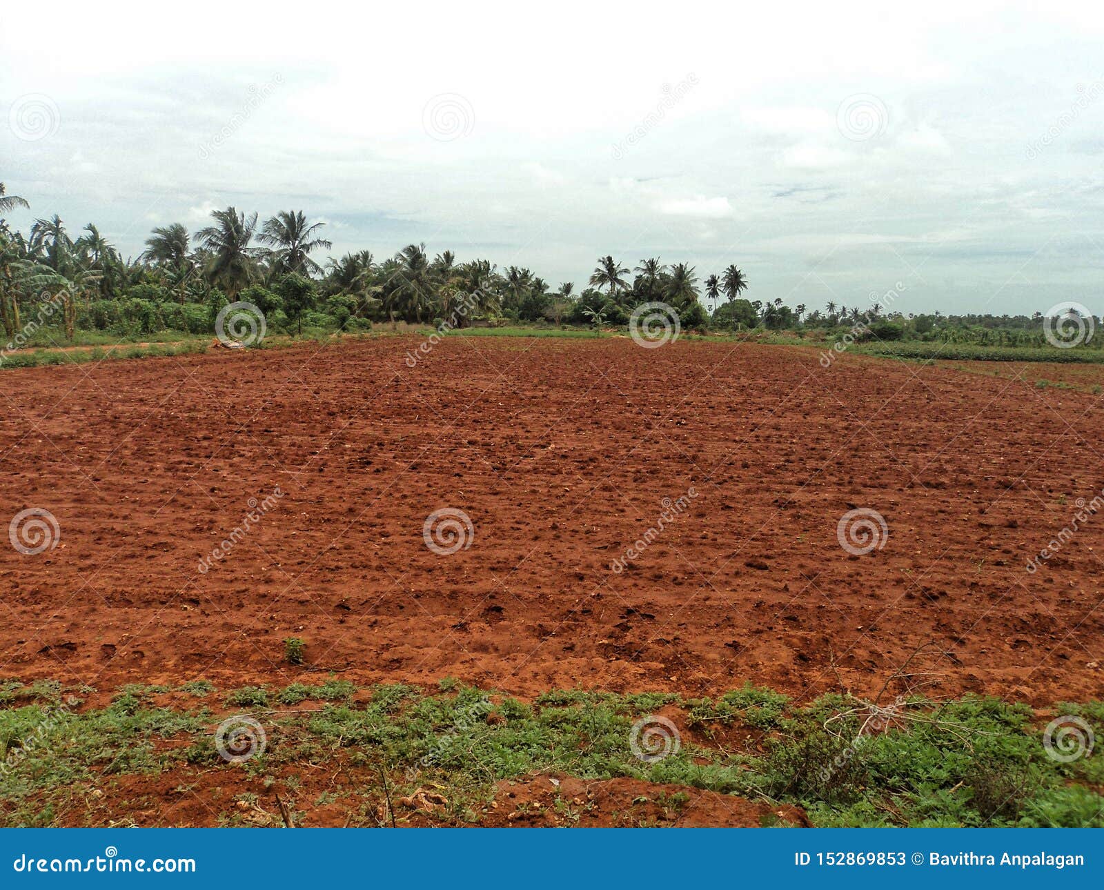 Green fresh paddy field stock image. Image of agriculture - 152869853