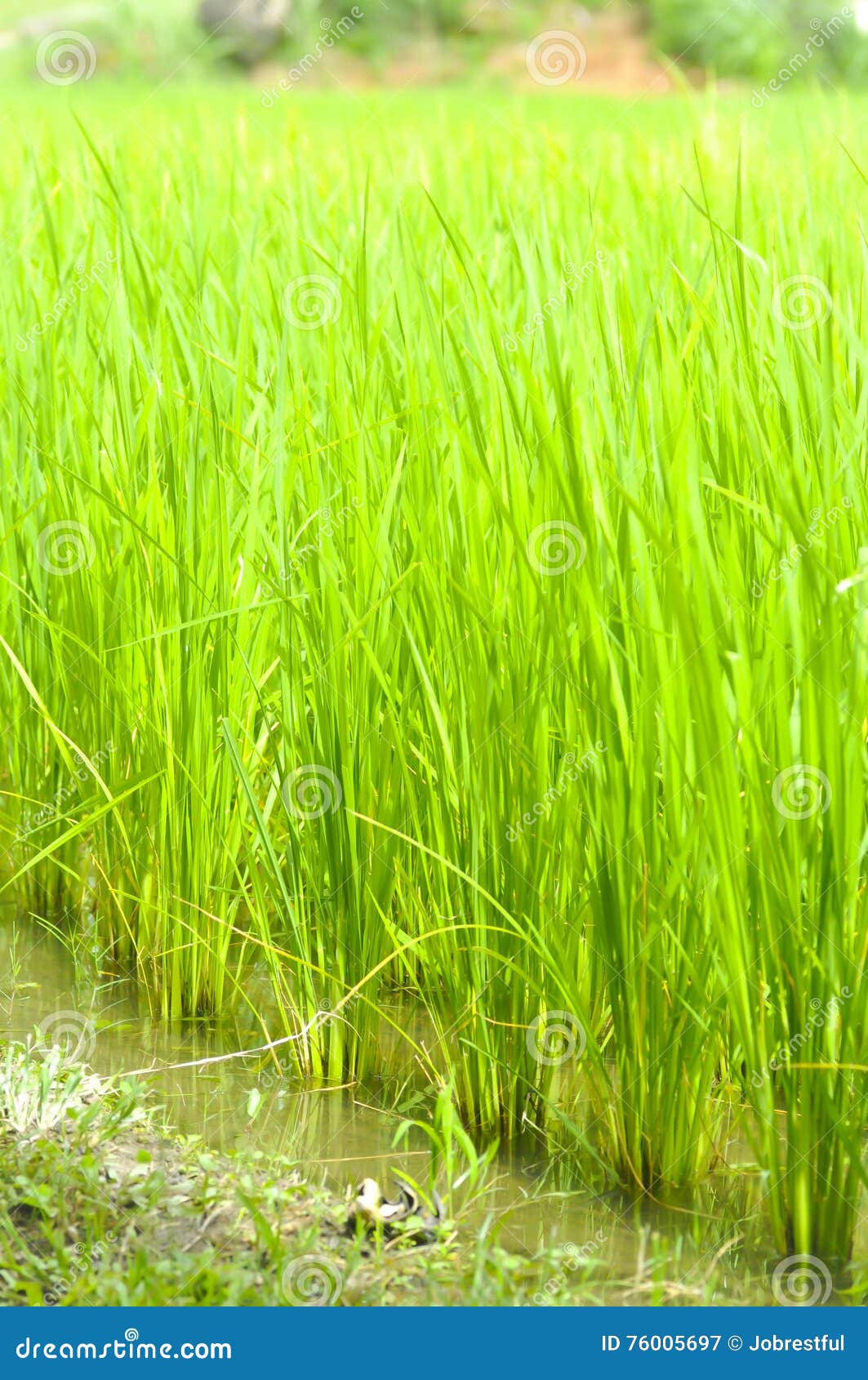 Paddy field or rice field stock image. Image of blade - 76005697