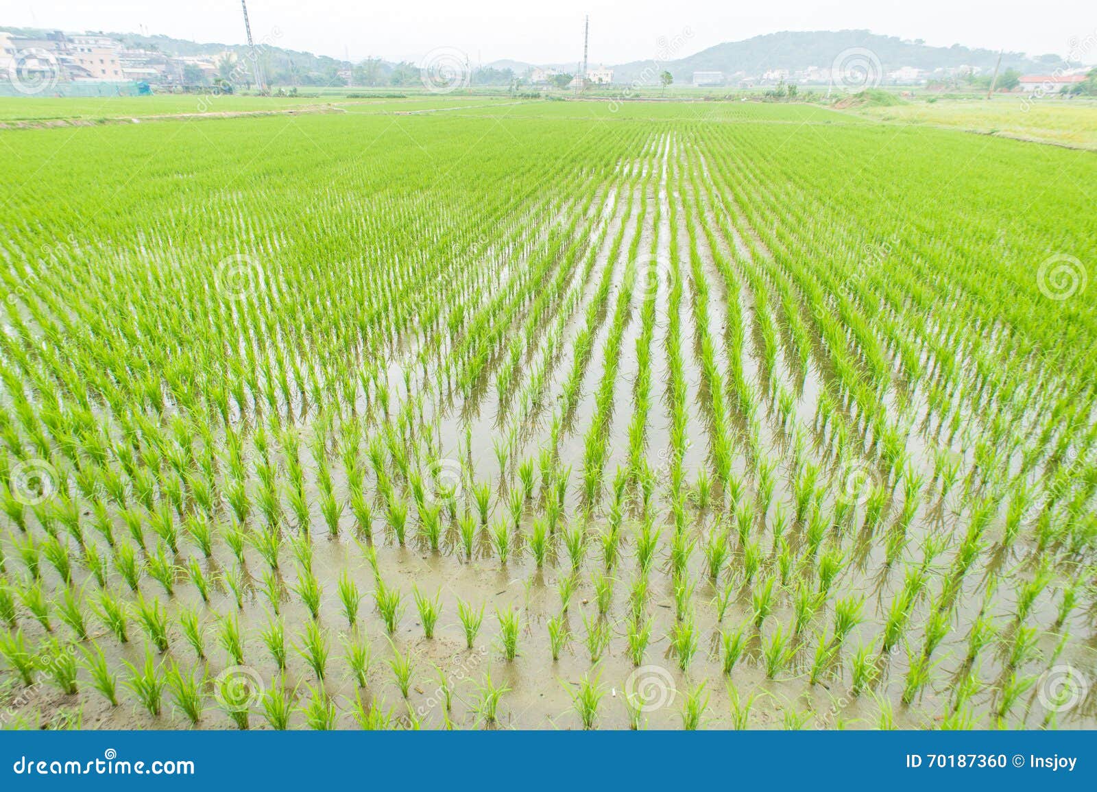 Paddy field (rice field) stock photo. Image of outdoor - 70187360