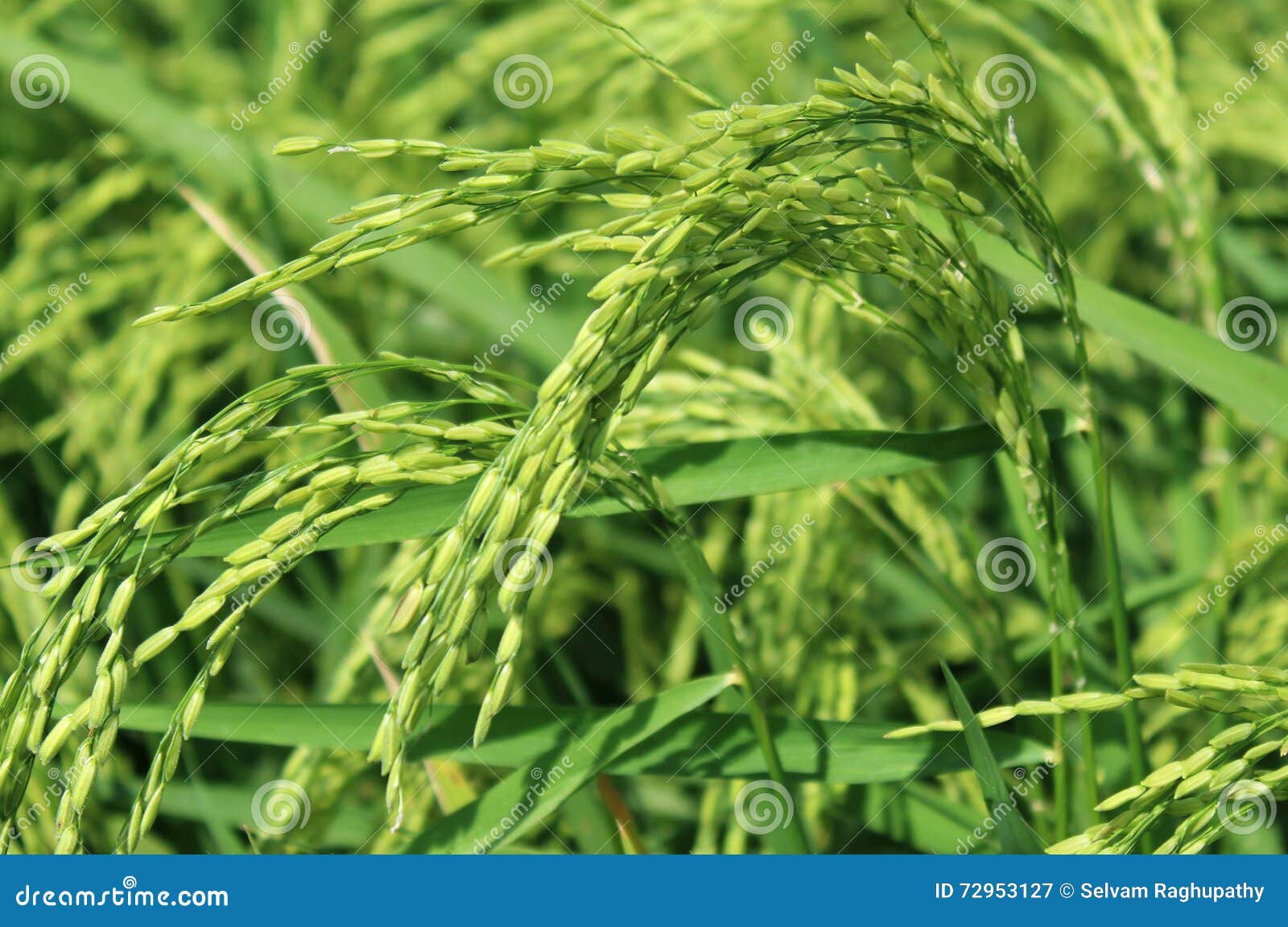 Paddy field with rice stock image. Image of culture, rice - 72953127
