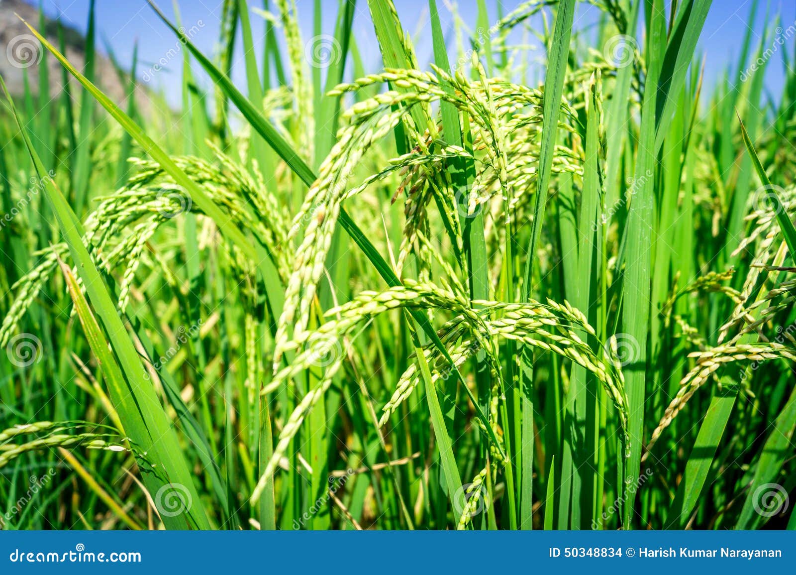 Paddy field stock photo. Image of plants, paddy, field - 50348834