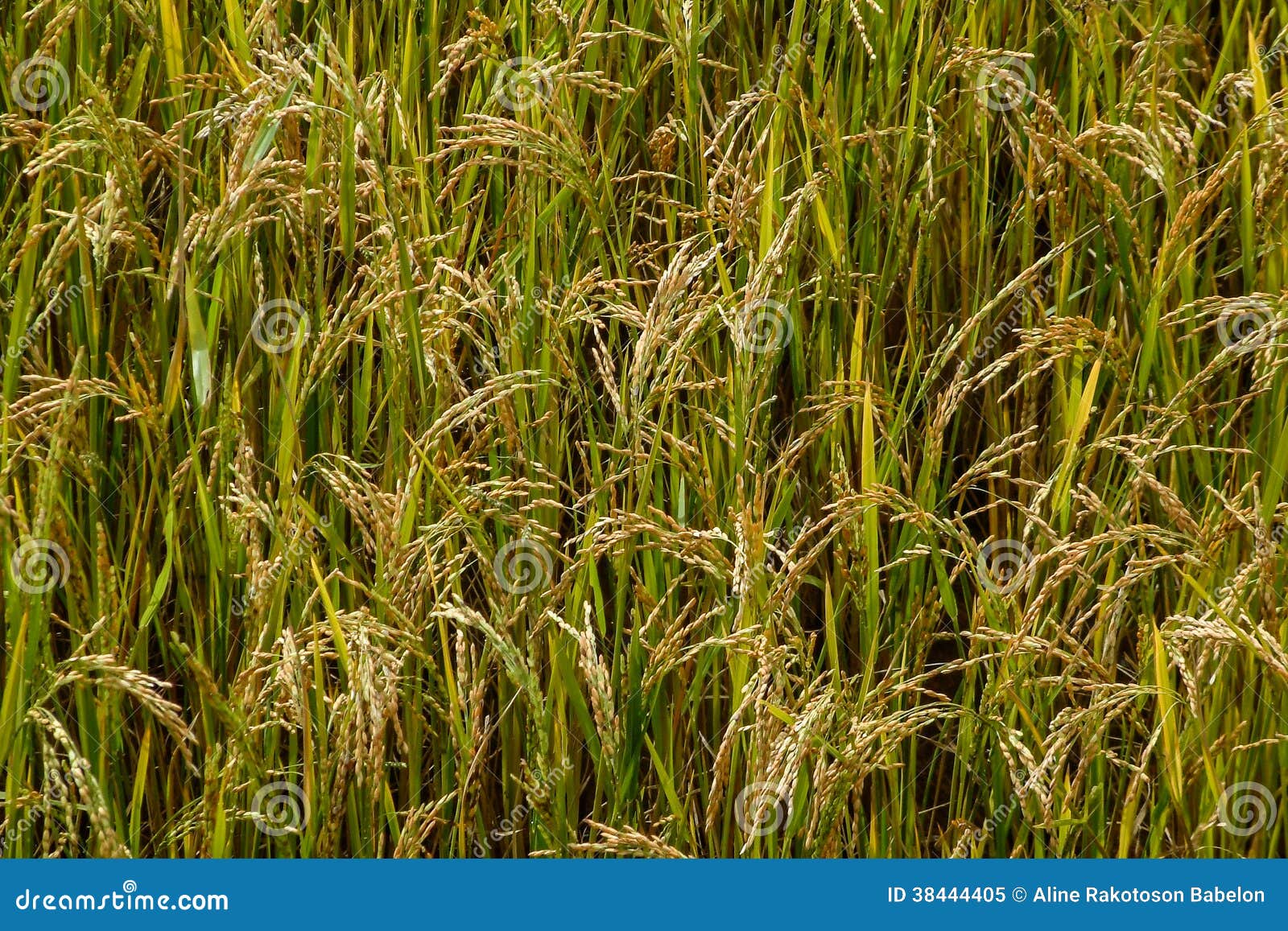 Paddy field stock image. Image of closeup, africa, campaign - 38444405