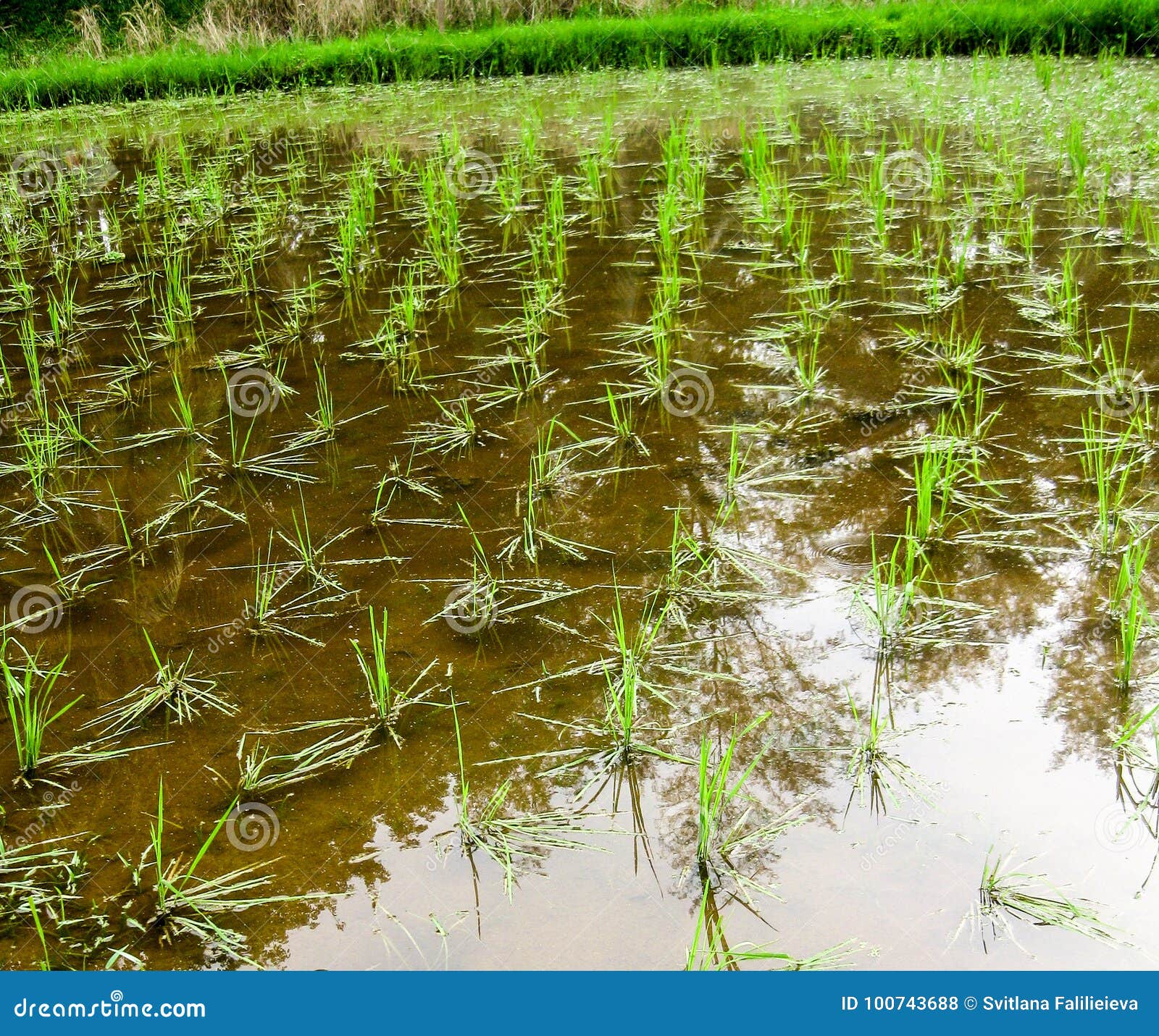 Paddy rice field stock photo. Image of growth, paddy - 100743688
