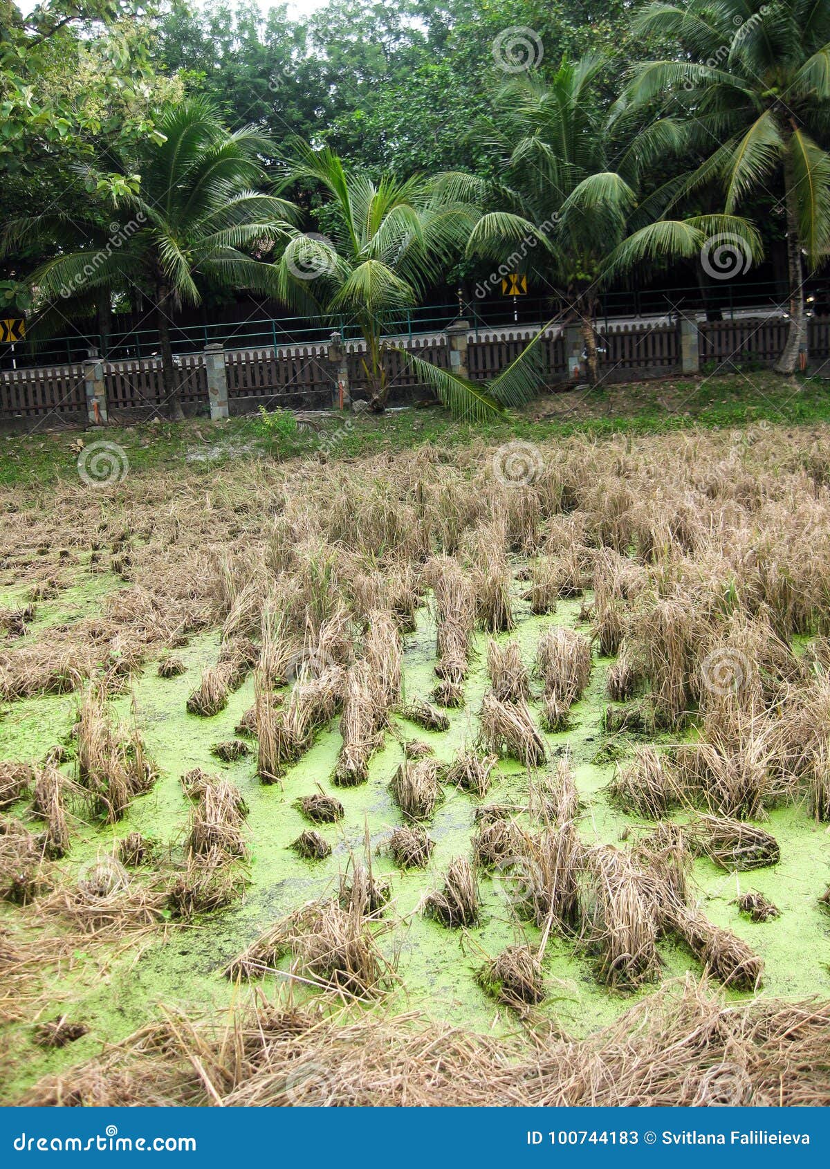 Paddy rice field stock image. Image of green, rice, cereal - 100744183