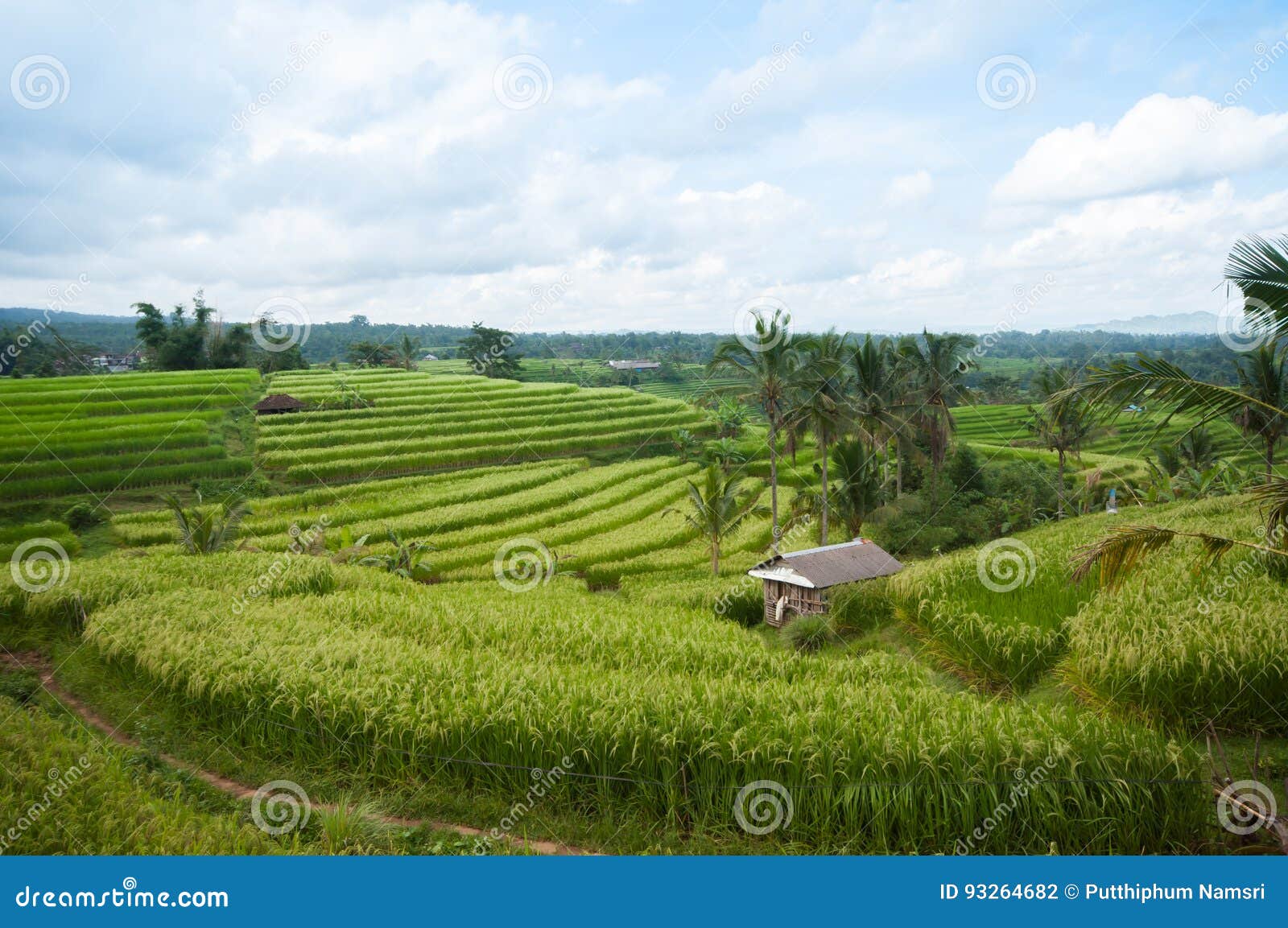 Paddy field stock photo. Image of tree, farm, nature - 93264682