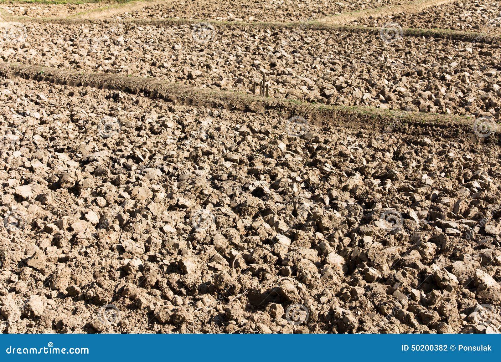Paddy-field ridge stock photo. Image of eating, nature - 50200382