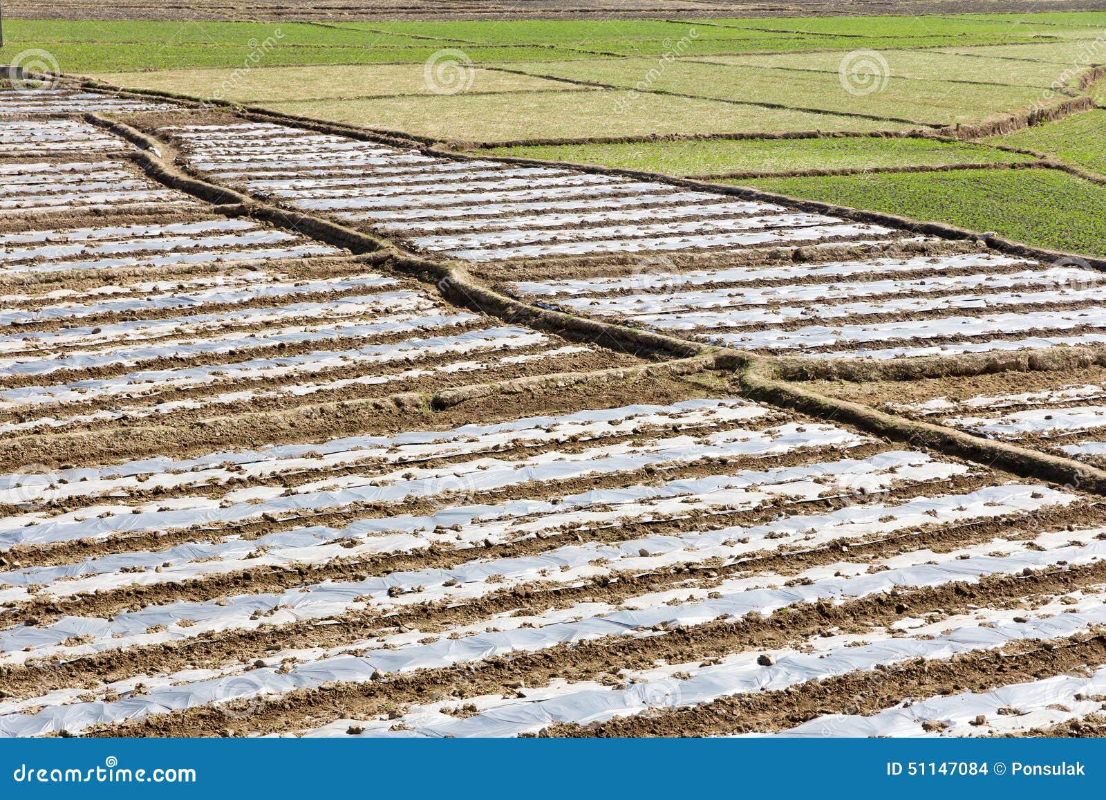 Paddy-field ridge stock photo. Image of gardening, organic - 51147084