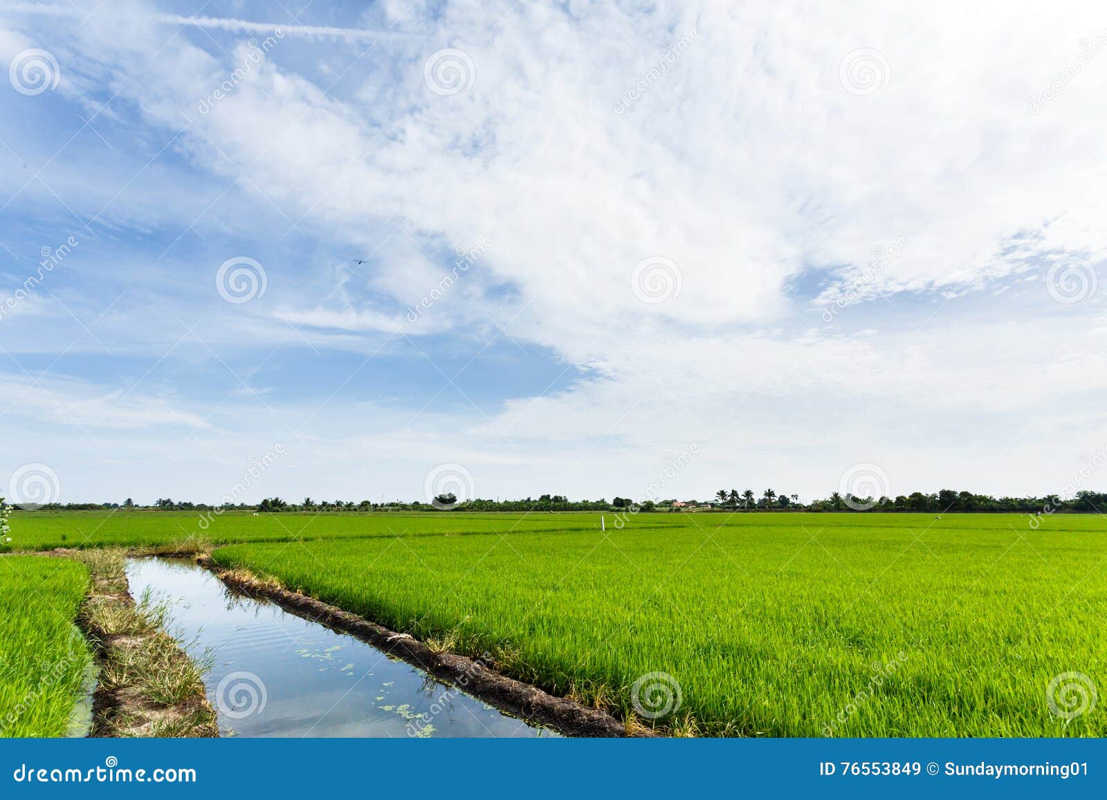 Paddy Field with Ripe Paddy Under the Blue Sky Stock Image - Image of ...