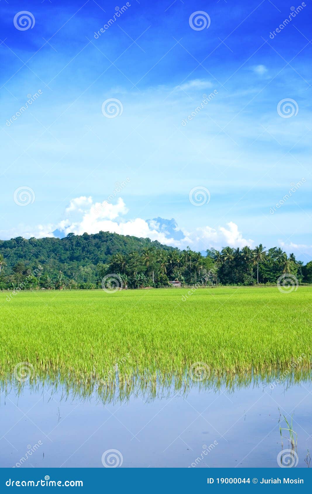 Paddy field of Sabah stock photo. Image of background - 19000044