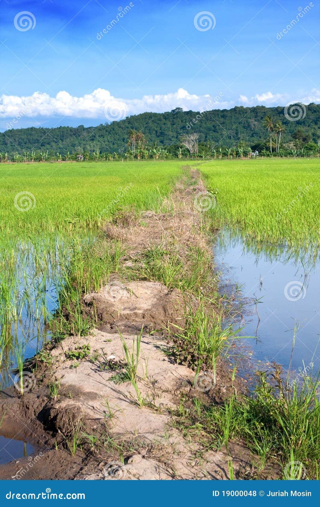 Paddy field in Sabah stock photo. Image of background - 19000048