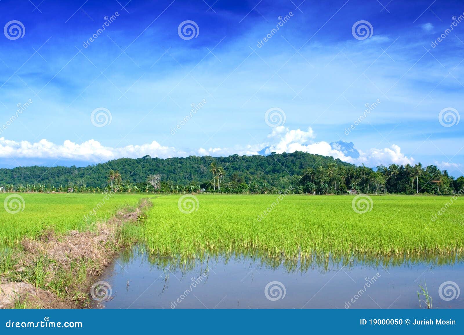 Paddy field of Sabah stock photo. Image of farmland, detail - 19000050