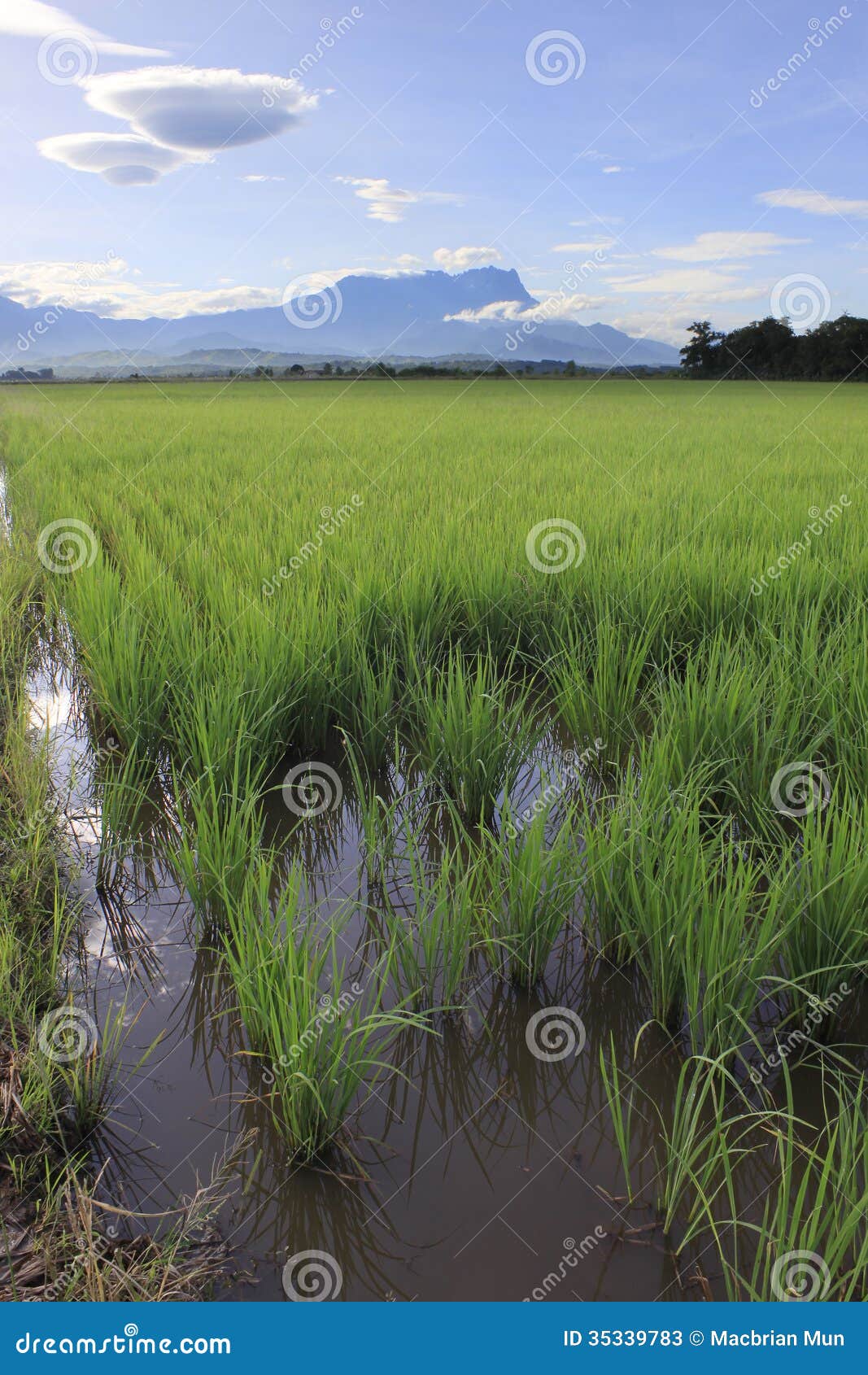 Borneo Paddy Field Full Of Ripe Rice Ready For Harvest In Malaysia ...