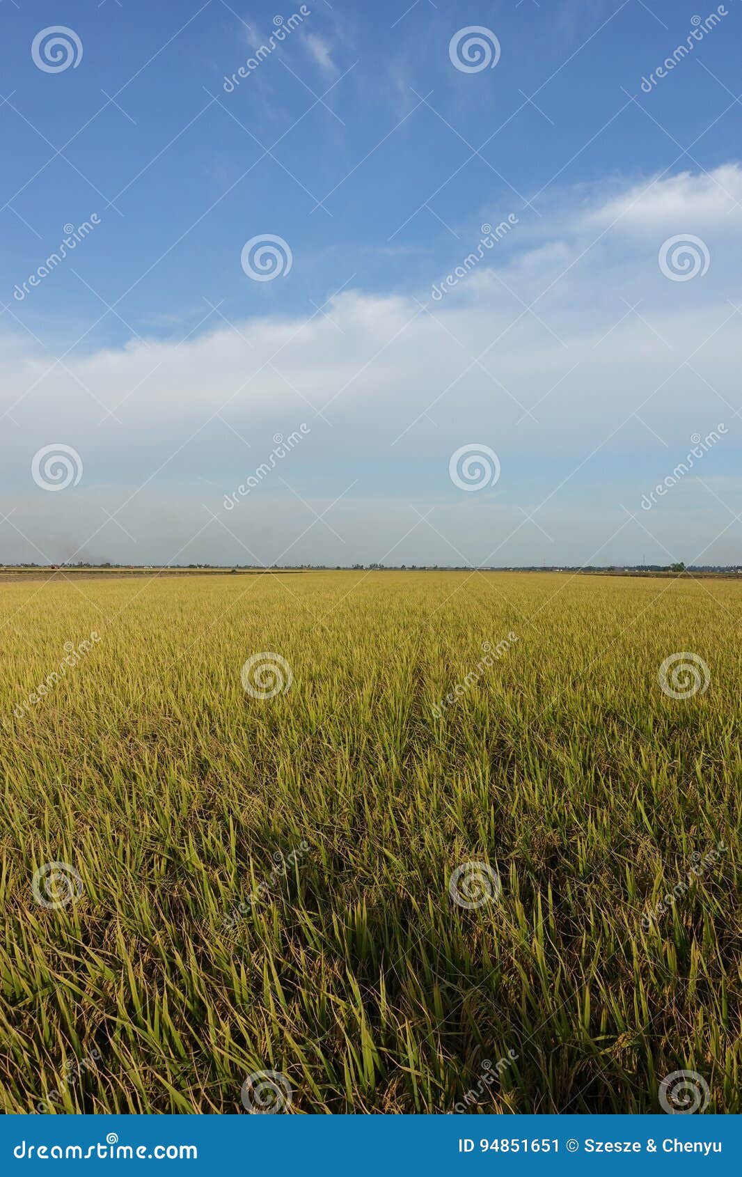 Paddy Field stock image. Image of plots, blue, food, rice - 94851651