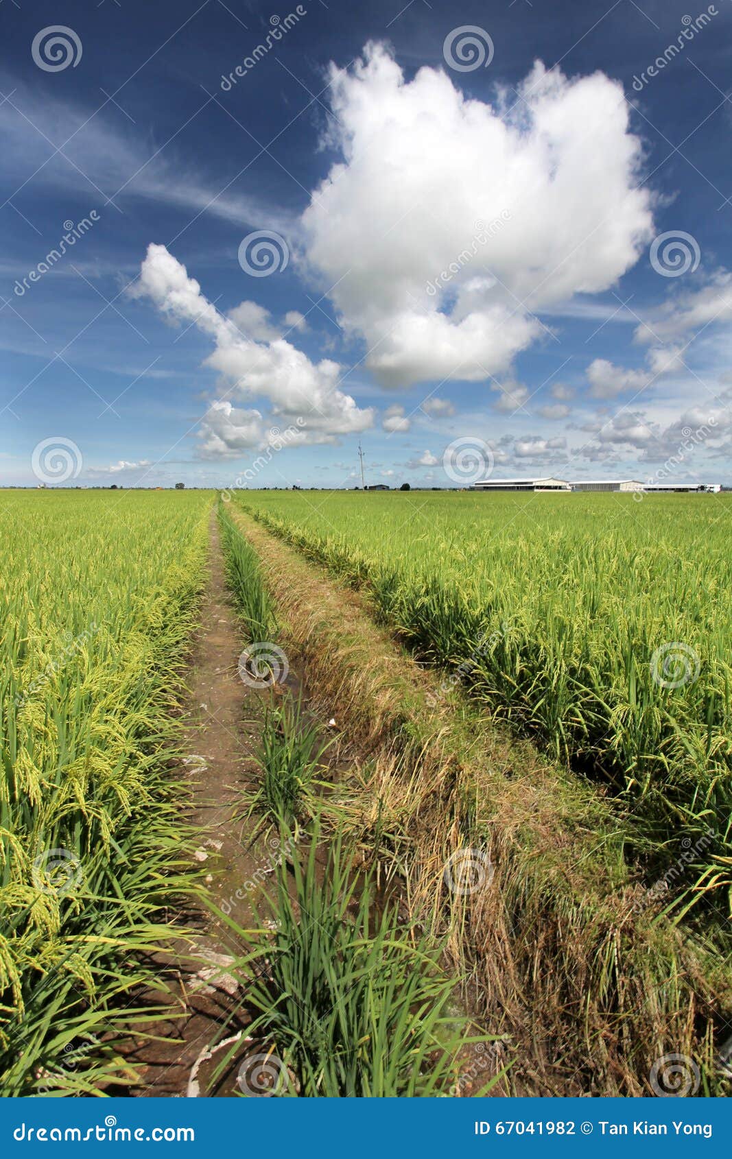 Paddy Field in Sekinchan, Malaysia Stock Photo - Image of paddy ...