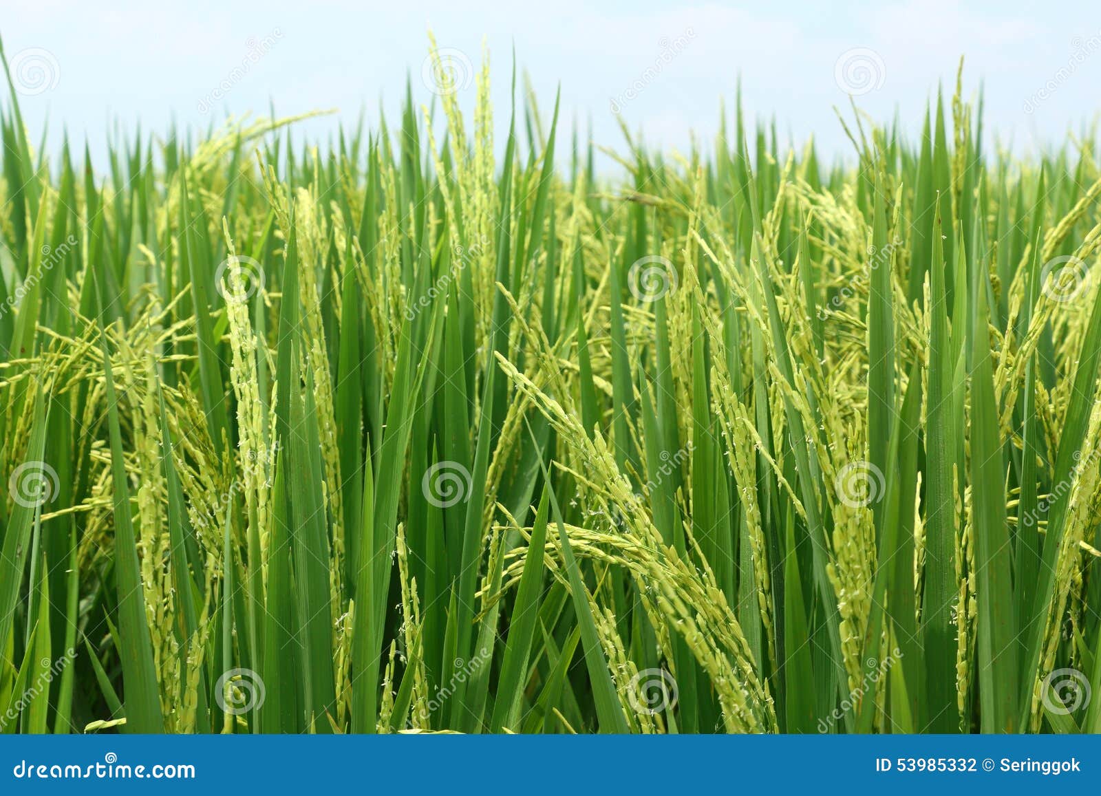 Paddy field stock photo. Image of field, tourism, sekinchan - 53985332