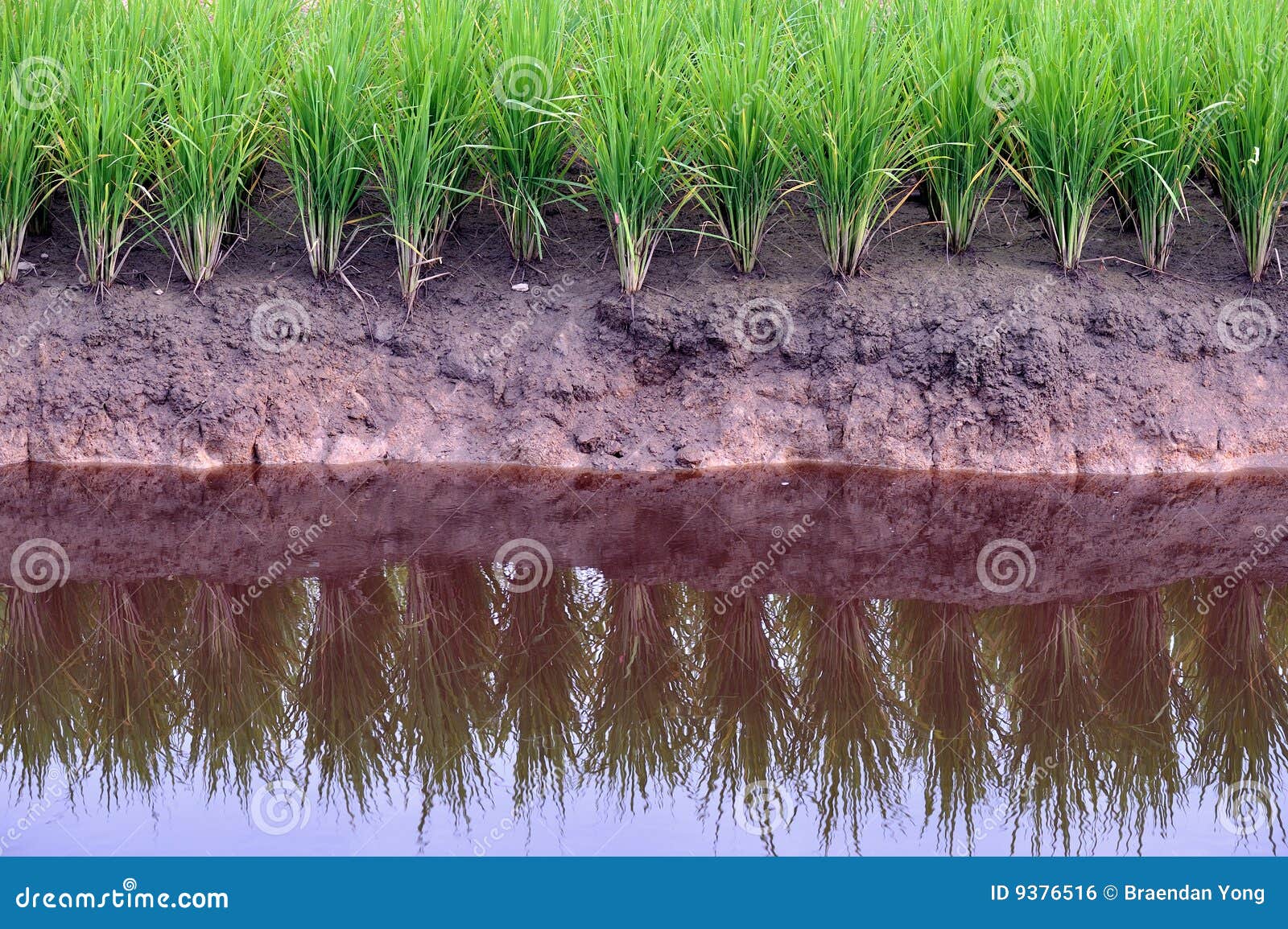 Paddy Field Series 6 stock photo. Image of carbohydrate - 9376516