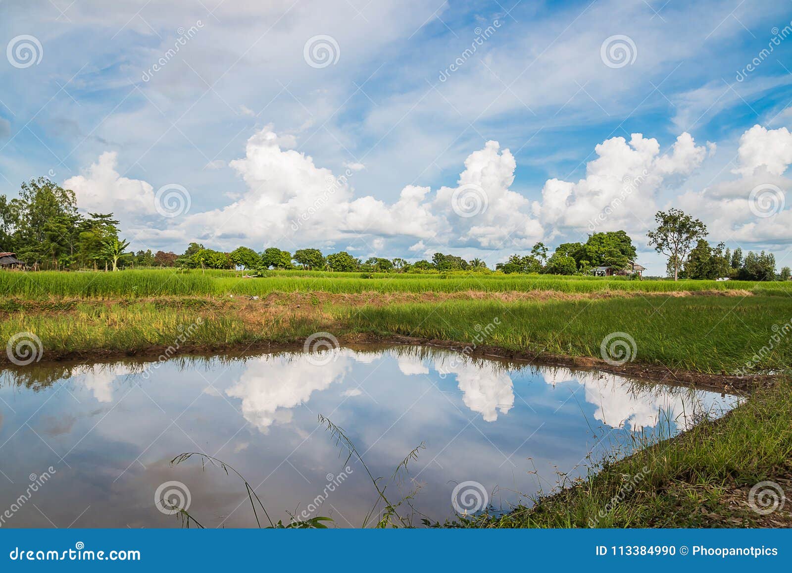 Paddy field with blue sky stock photo. Image of agriculture - 113384990