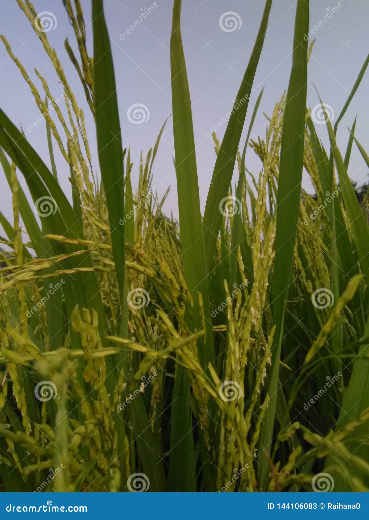 Paddy Field with Sky Background Stock Image - Image of paddy, field ...