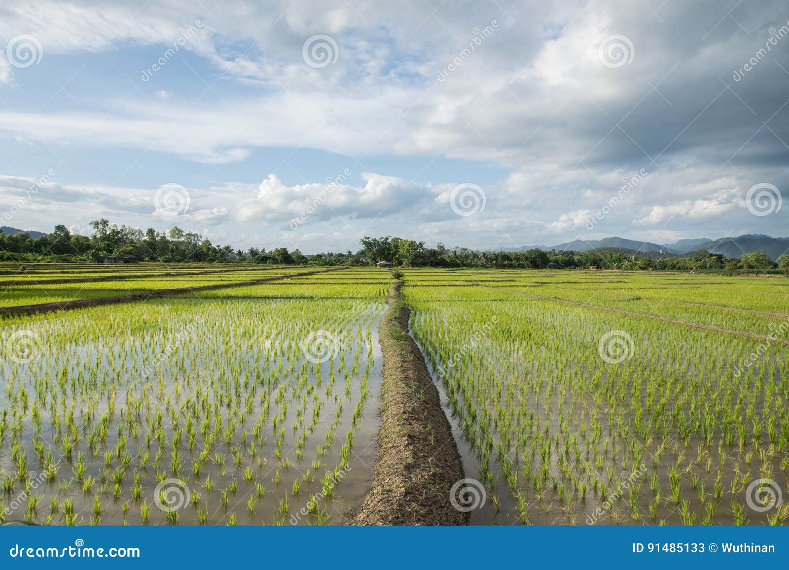 Paddy field with sky stock image. Image of malaysia, asian - 91485133