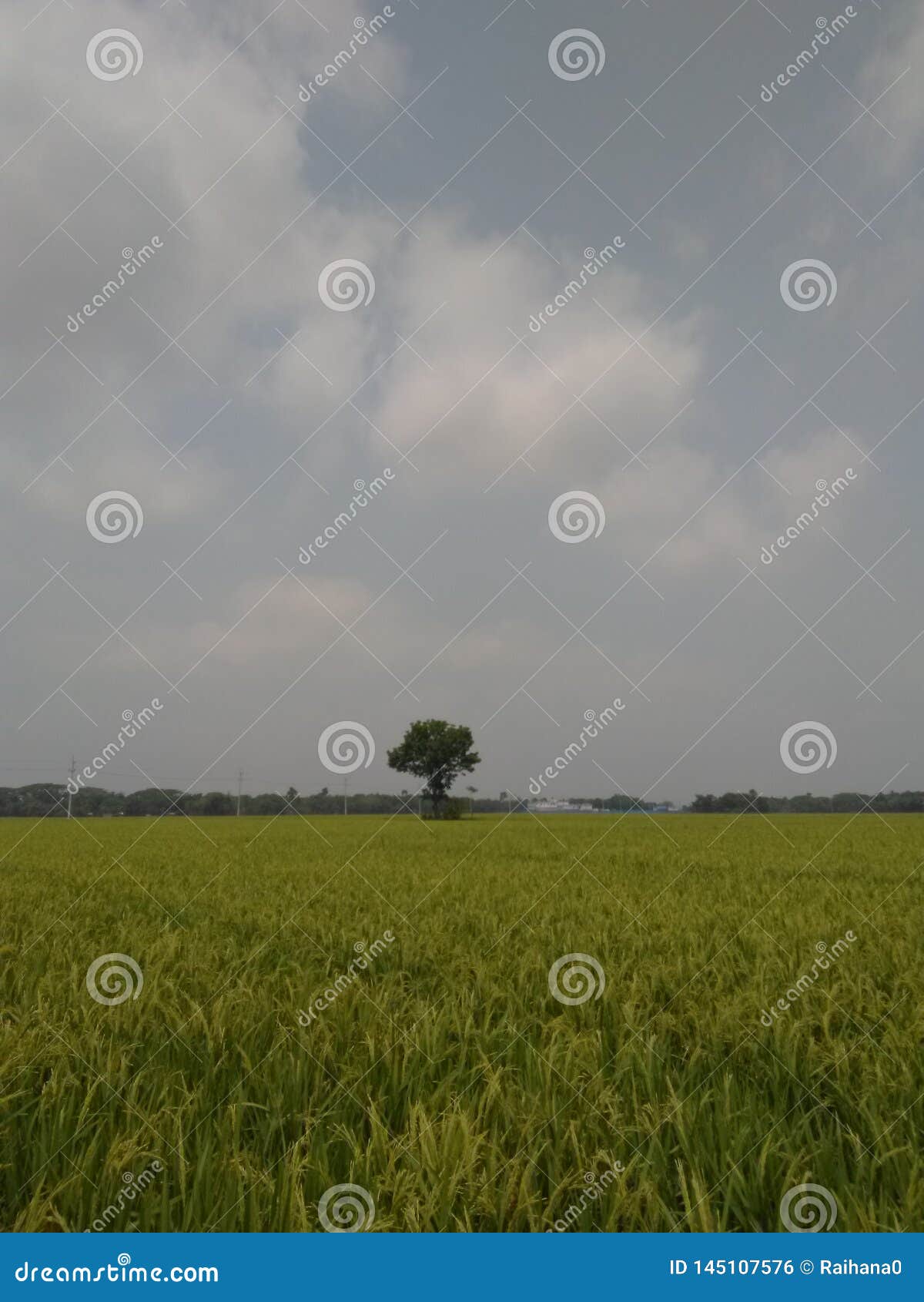 Paddy Field and Sky with White Cloud Stock Photo - Image of white ...