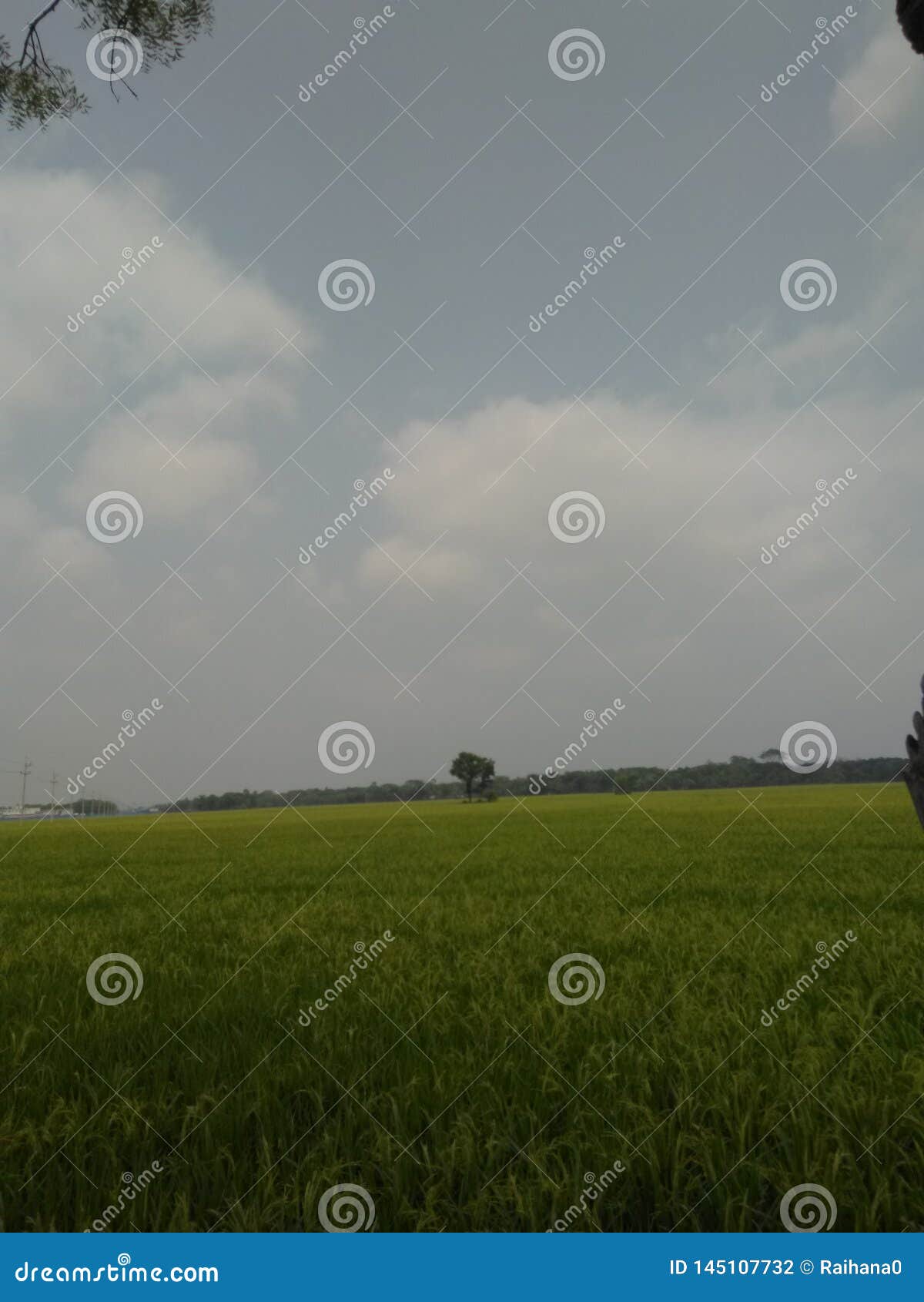 Paddy Field and Sky with White Cloud Stock Photo - Image of field ...
