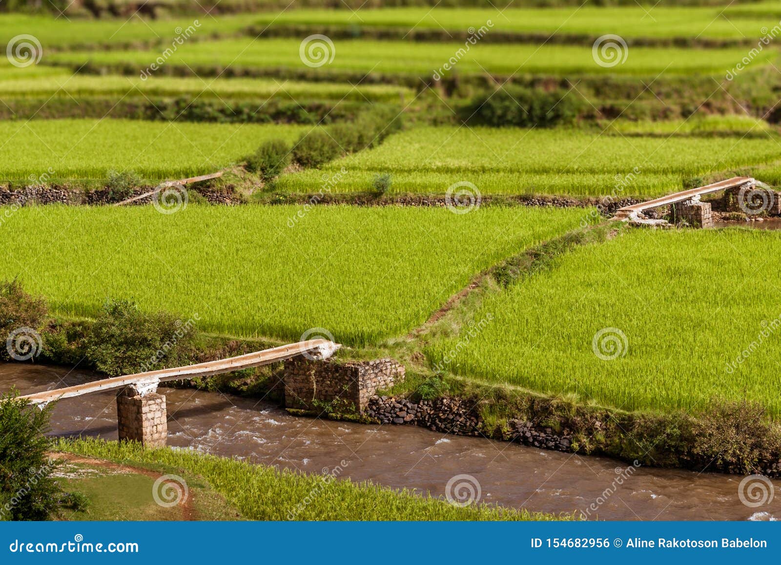 Paddy field stock photo. Image of environment, altitude - 154682956