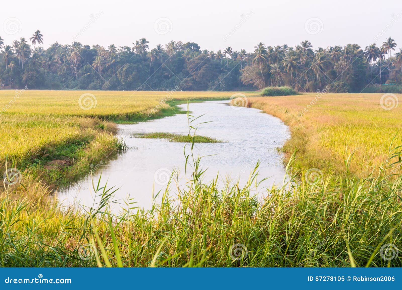 Paddy Field with Small River Stock Image - Image of nature, asian: 87278105