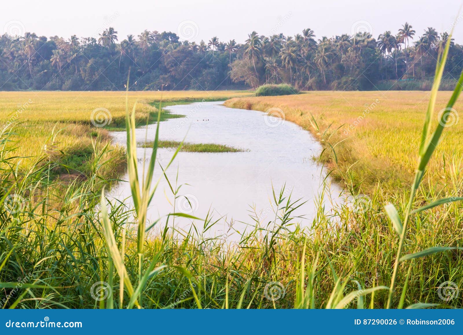 Paddy Field with Small River Stock Photo - Image of natural, asia: 87290026