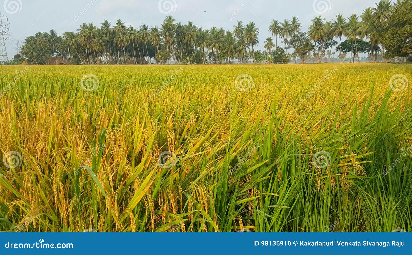 Paddy field stock photo. Image of harvesting, field, south - 98136910
