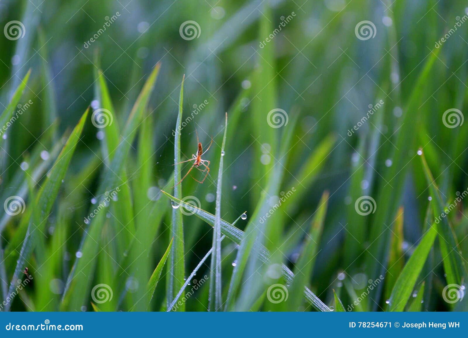 Paddy field spider stock image. Image of laba, green - 78254671