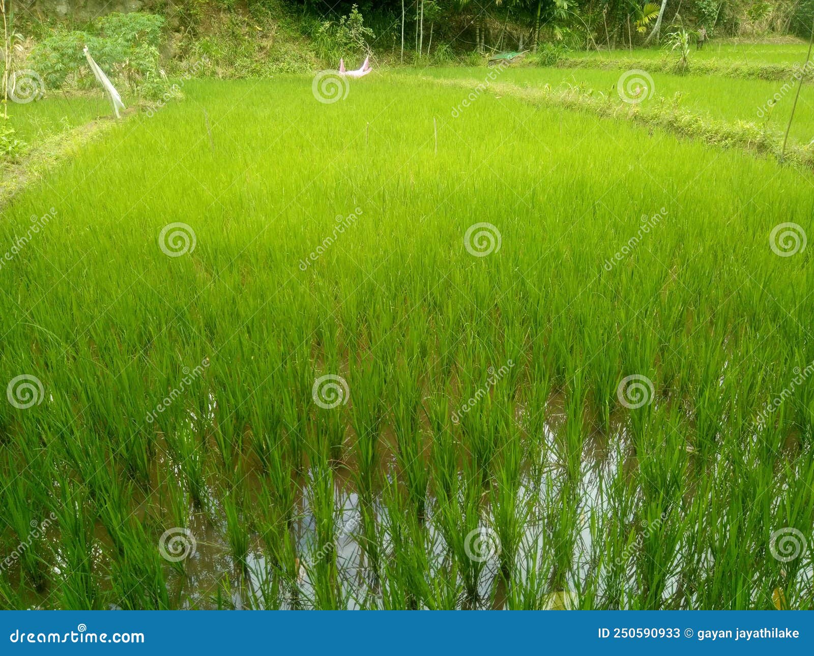 Paddy field in Sri Lanka stock image. Image of meadow - 250590933