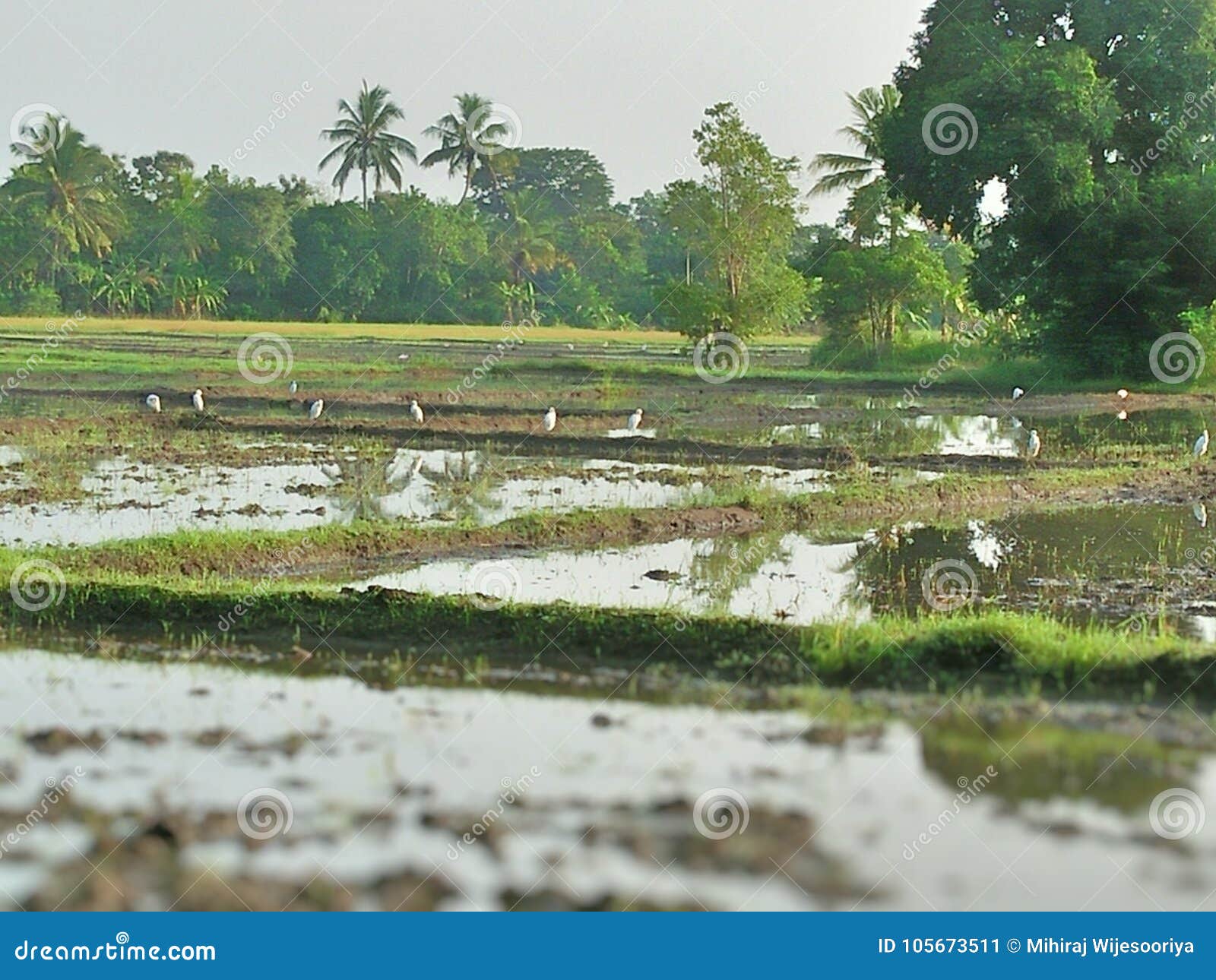 Paddy field in sri lanka stock image. Image of garden - 105673511