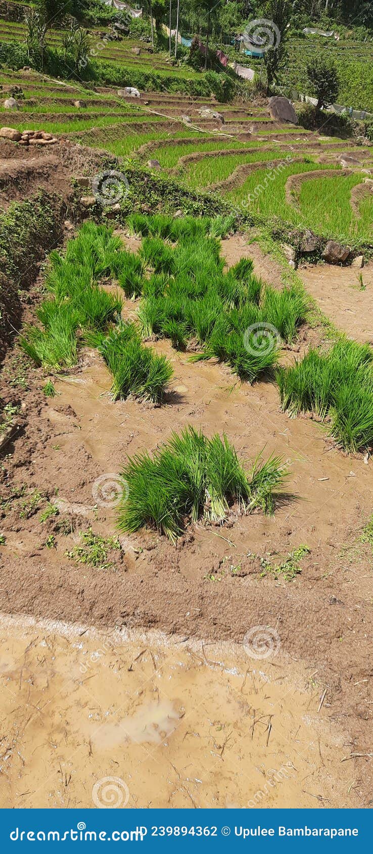 Paddy Field in Sri Lankan Village Stock Photo - Image of field, lankan ...