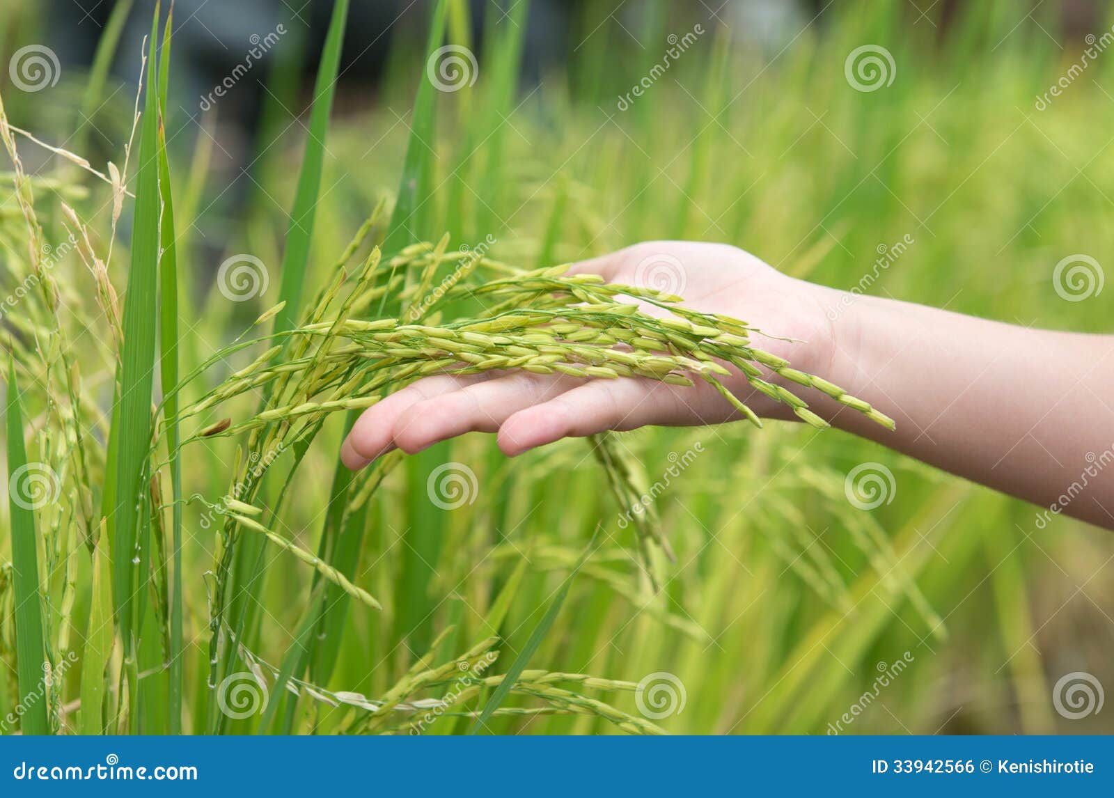 Paddy field stock photo. Image of closeup, growth, harvesting - 33942566