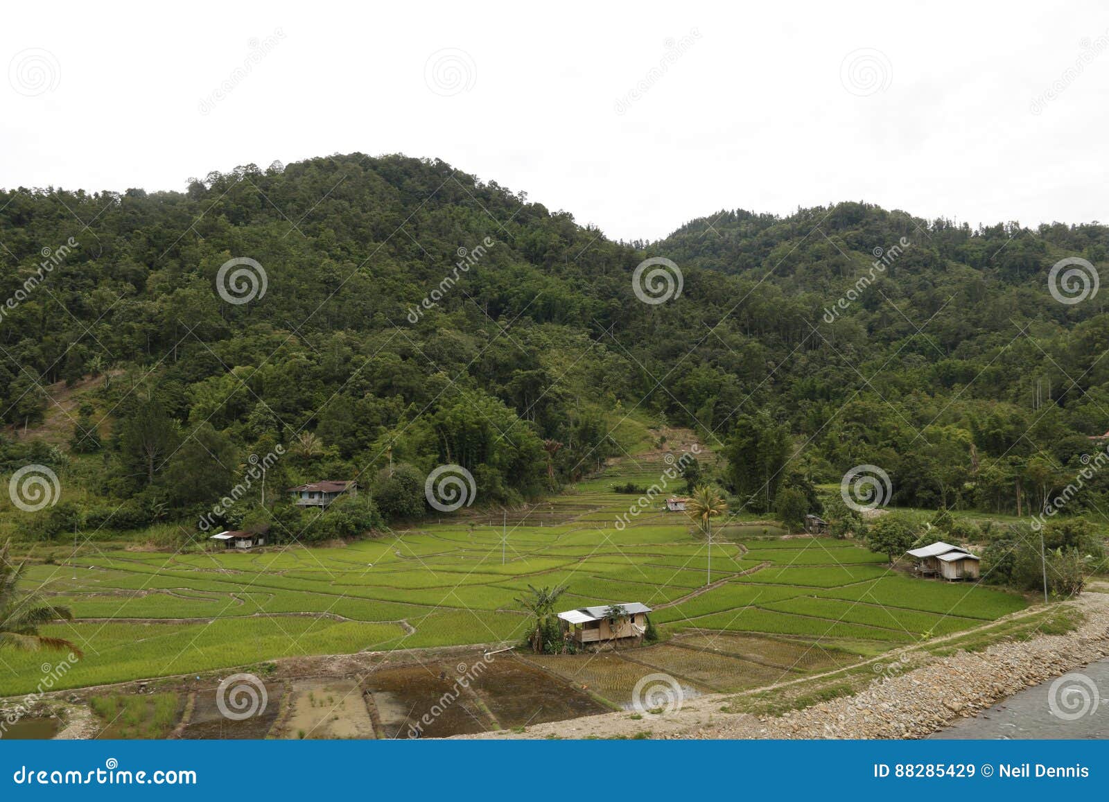 Paddy field stock image. Image of visit, tropical, village - 88285429