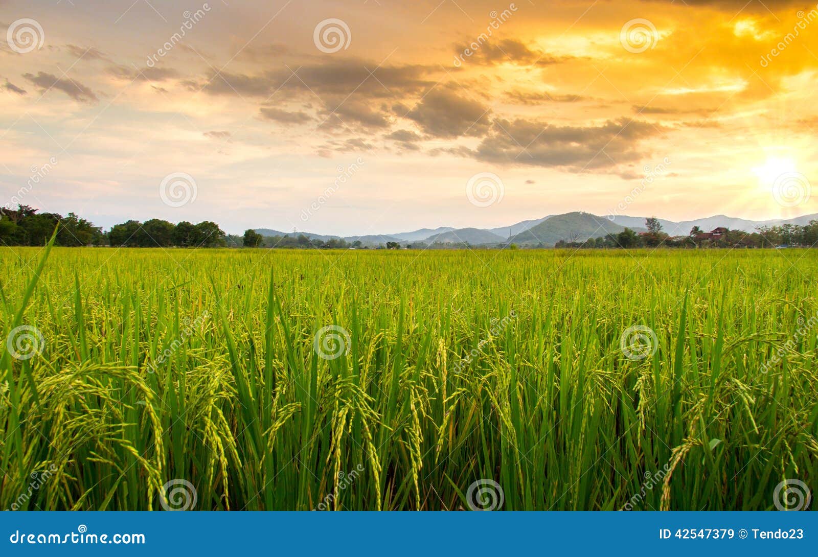 Paddy field stock image. Image of nature, grow, field - 42547379