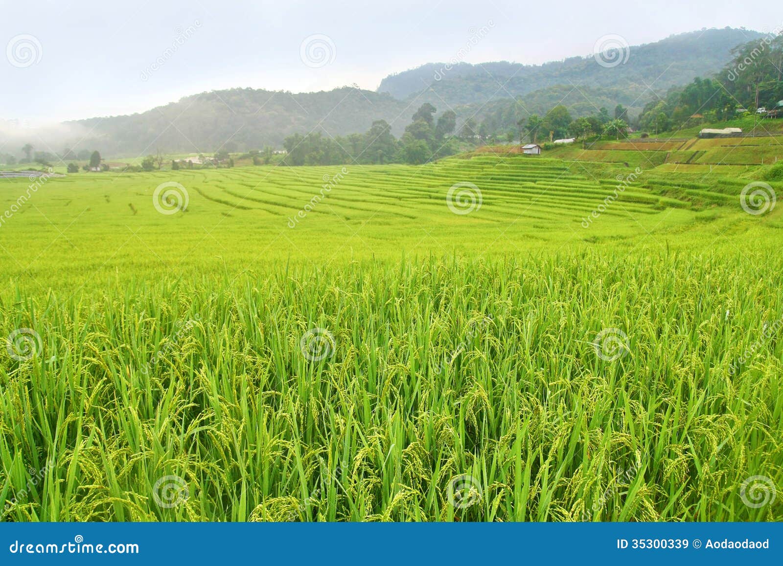 Paddy field in Thailand stock image. Image of grassland - 35300339