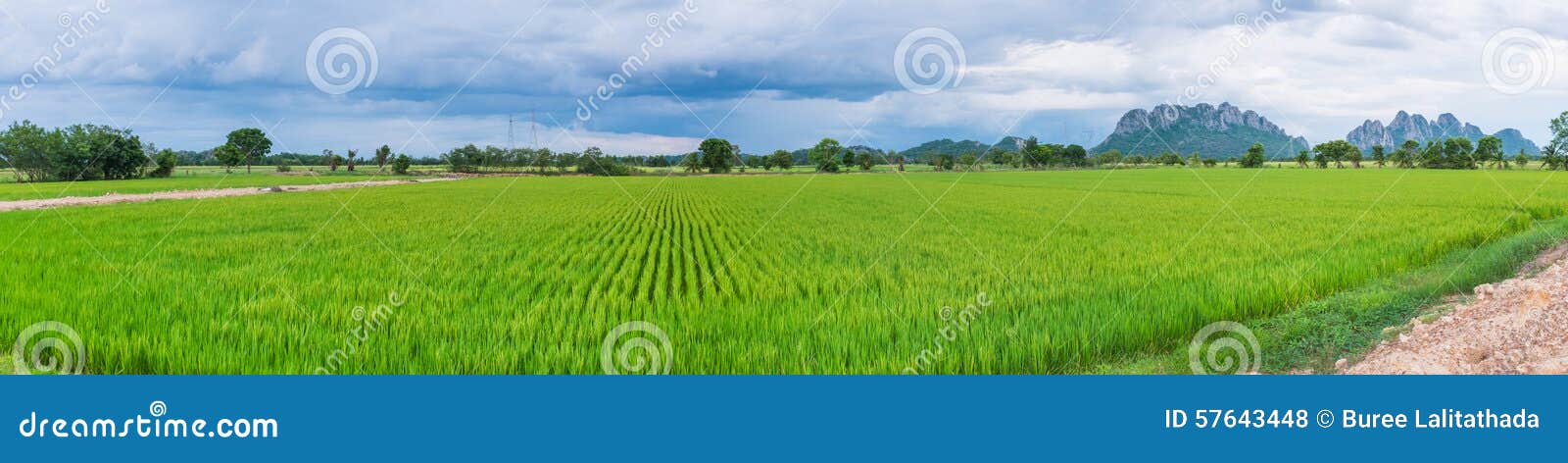 Paddy Field in Thailand Panorama Stock Photo - Image of season, rice ...