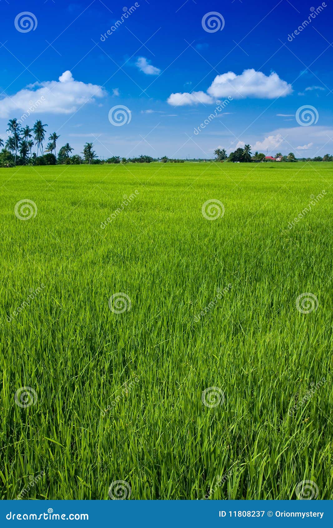 Paddy Field with yet To Ripen Grain and Blue Sky Stock Image - Image of ...