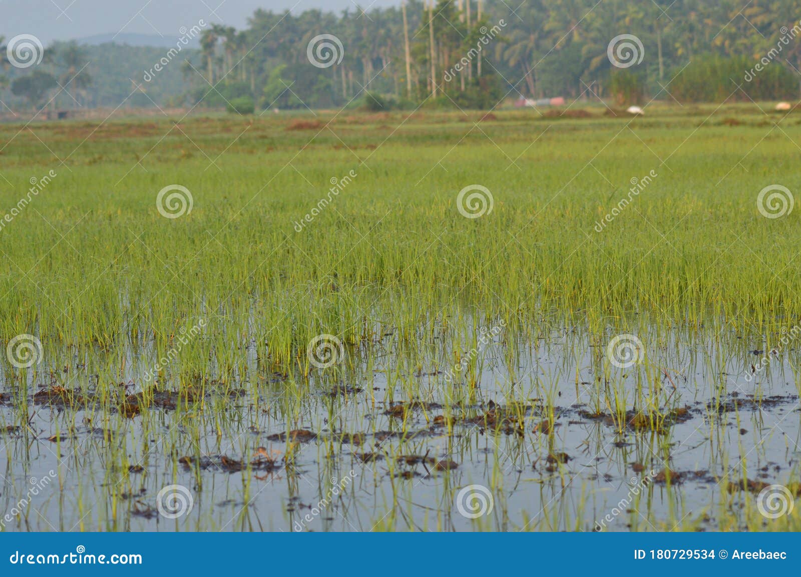 Paddy field and the trees stock photo. Image of crop - 180729534