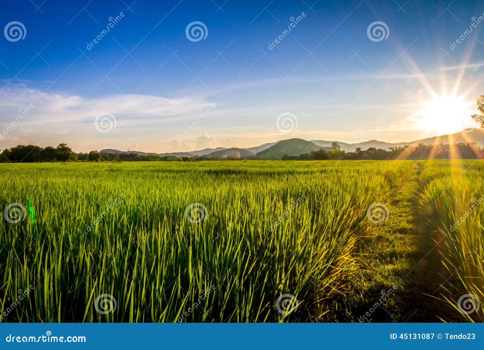Paddy field stock image. Image of meadow, rice, sunrise - 45131087