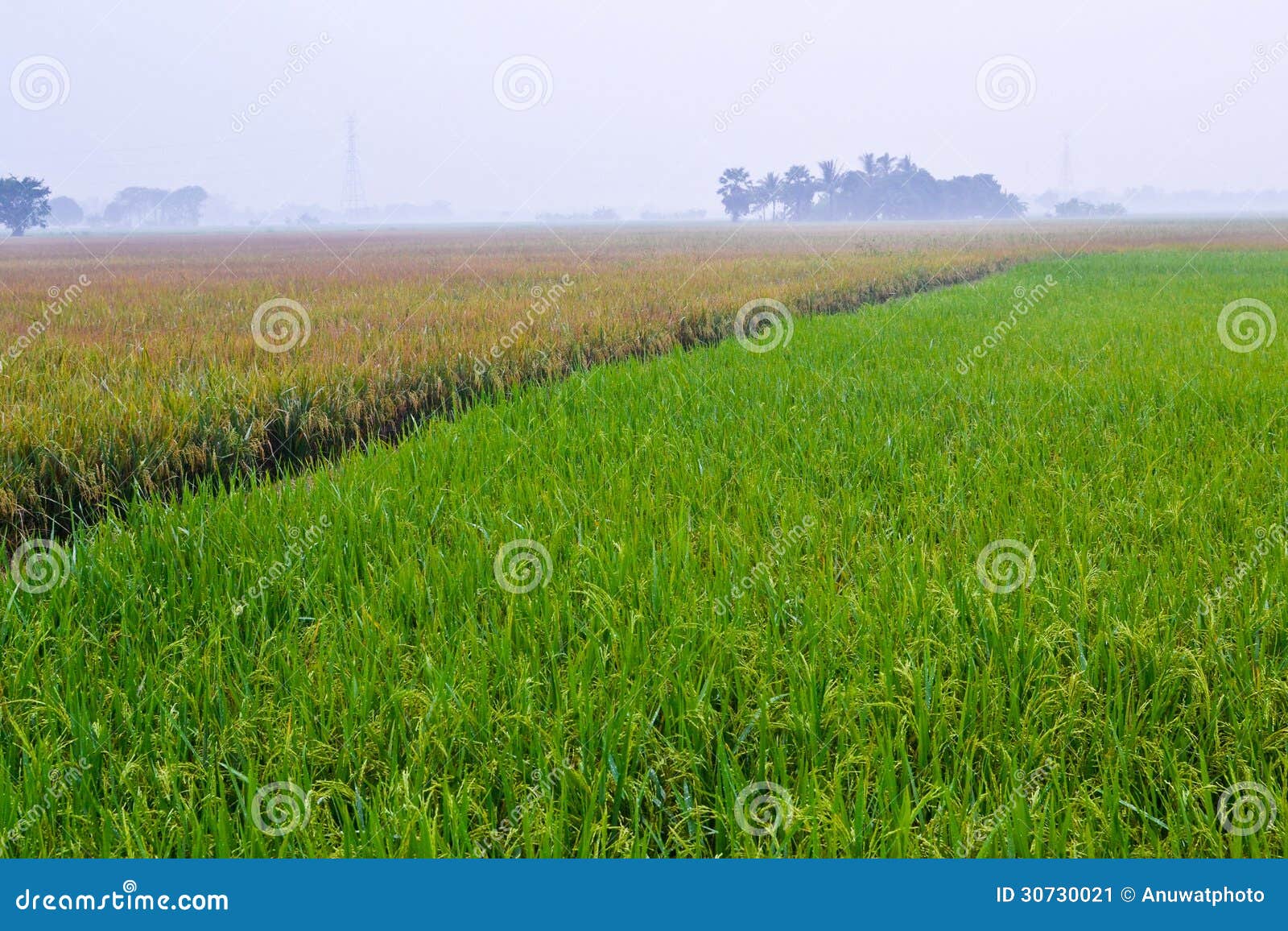 Paddy Field Two Colors in Country Stock Image - Image of industry, crop ...