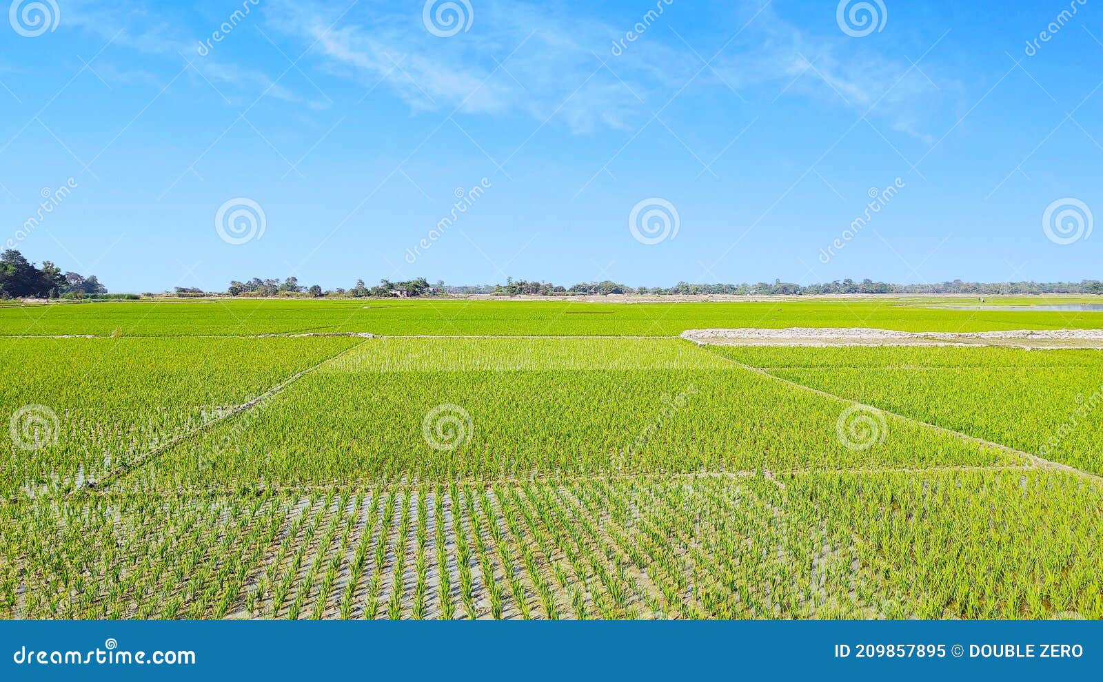 Paddy Field Under the Open Sky. Stock Image - Image of prairie, horizon ...