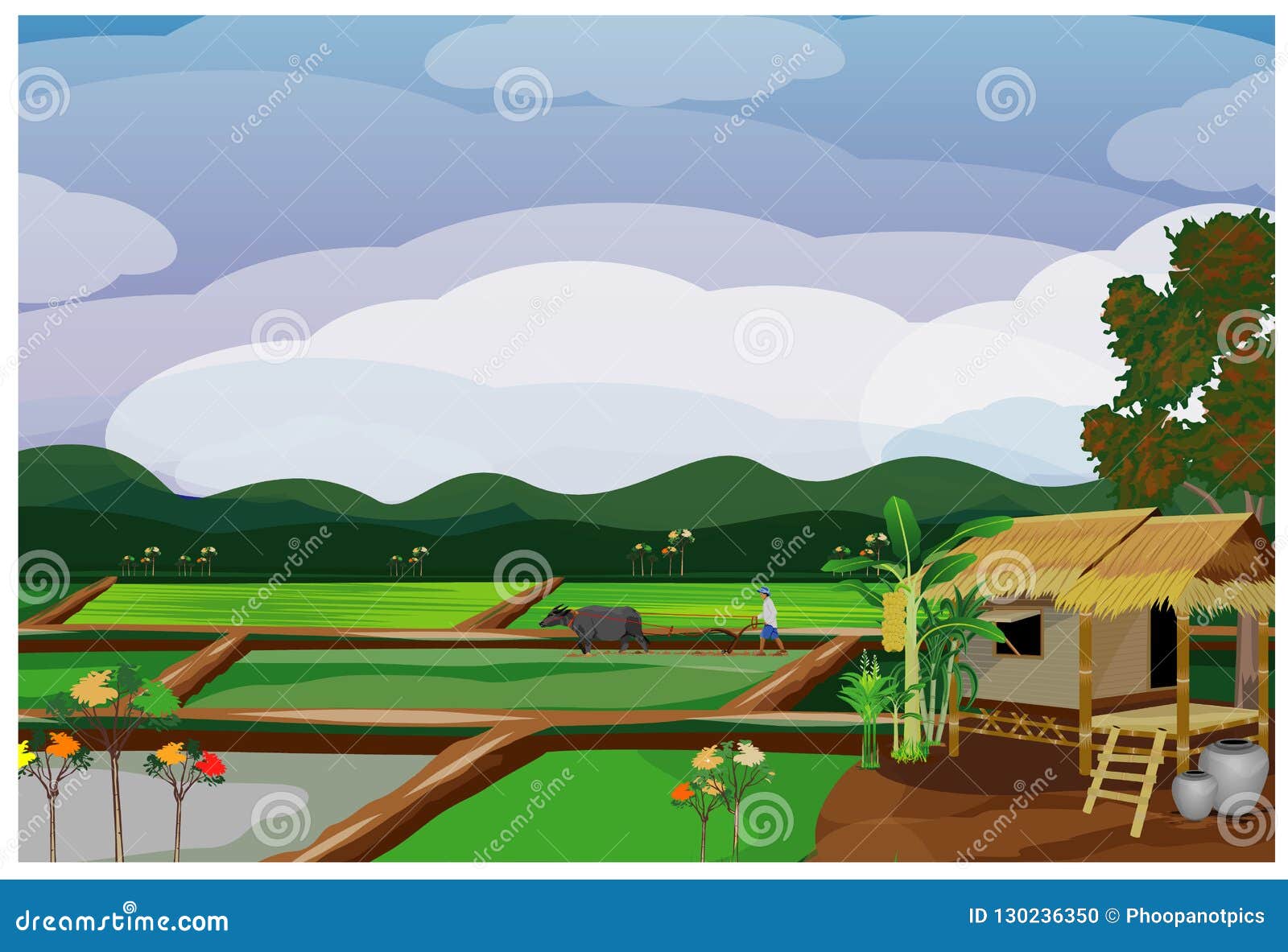 Paddy field stock vector. Illustration of vector, buffalo - 130236350