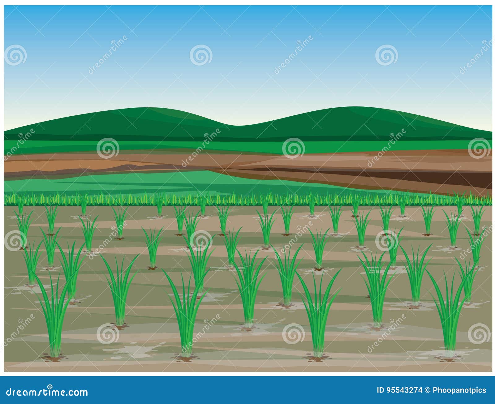 Paddy field stock vector. Illustration of field, design - 95543274