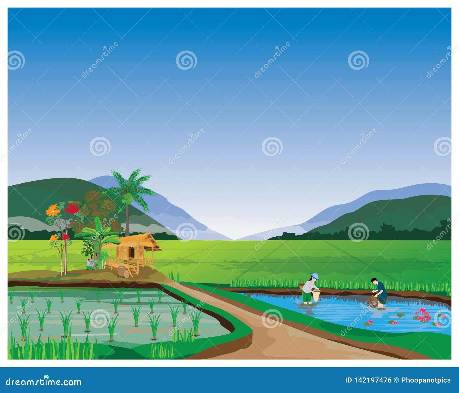 Paddy field vector design stock vector. Illustration of child - 142197476